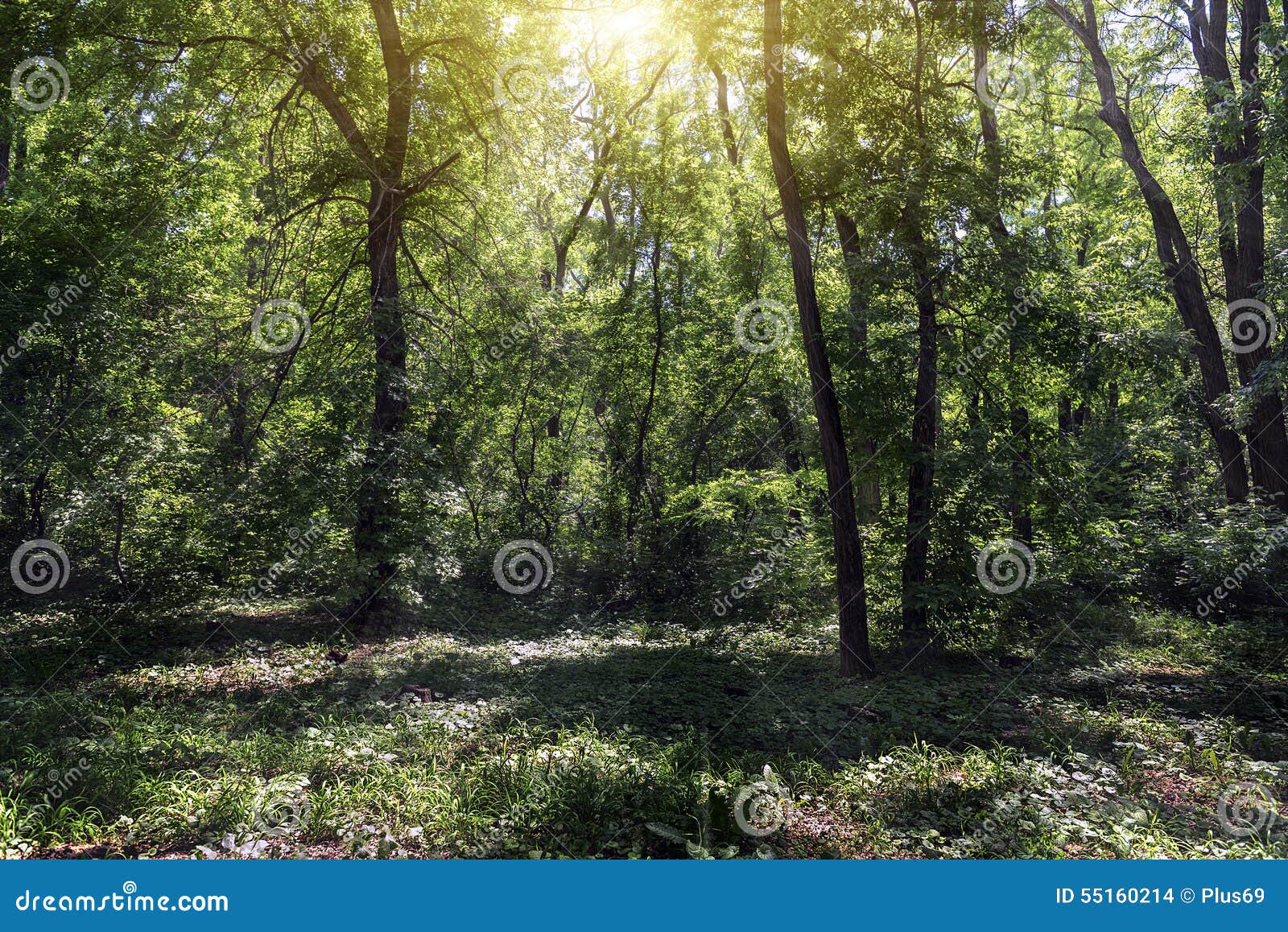 Small Clearing in the Forest Lit by the Sun Stock Photo - Image of ...