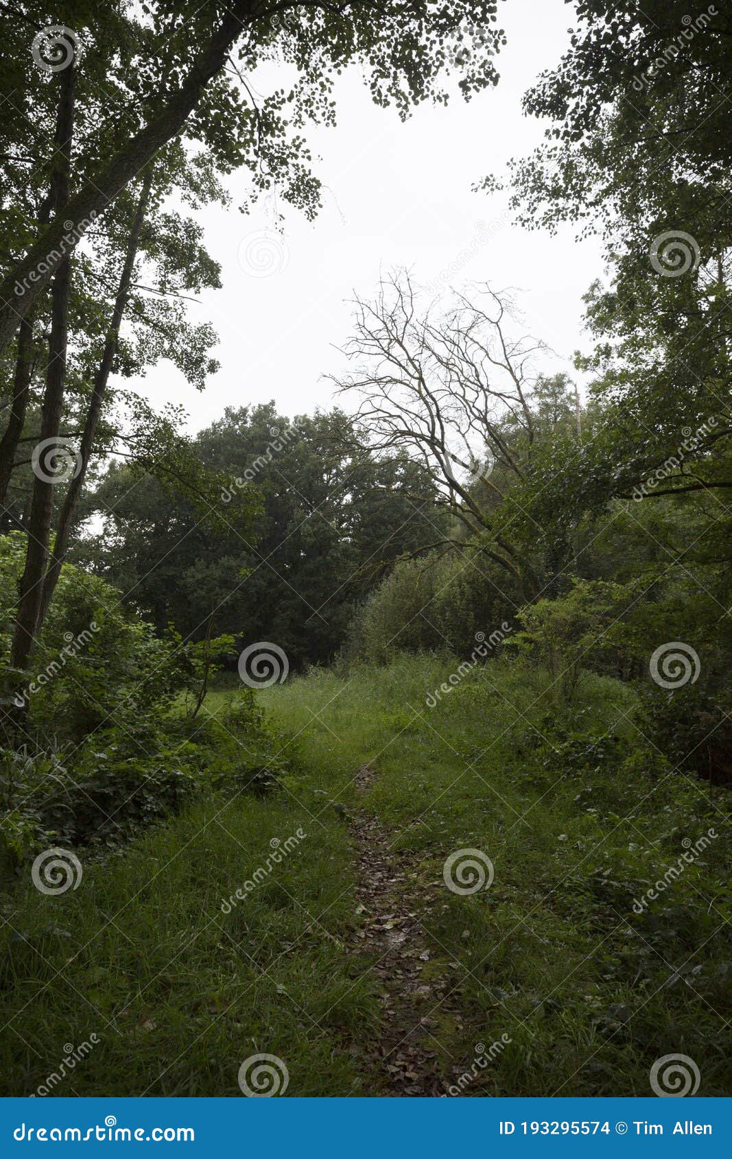 Forest Bush Path Walk Way stock photo. Image of branch - 193295574