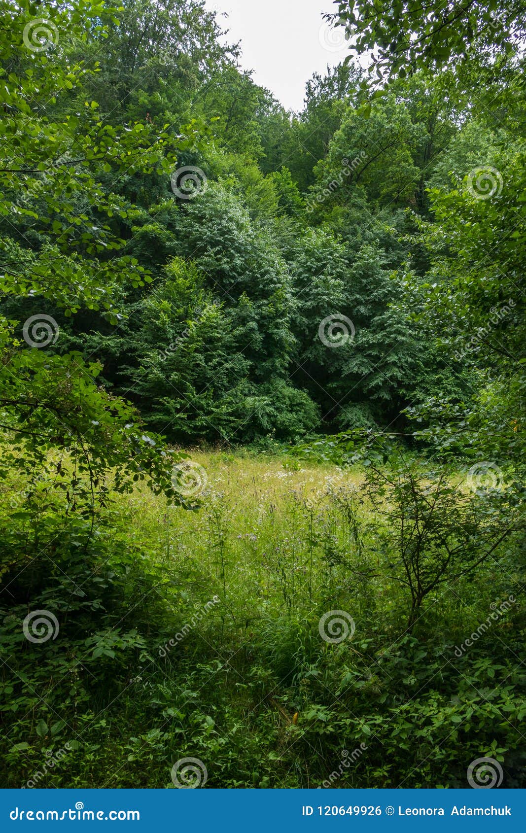 A Small Clearing and a Spruce in the Forest Stock Photo - Image of ...