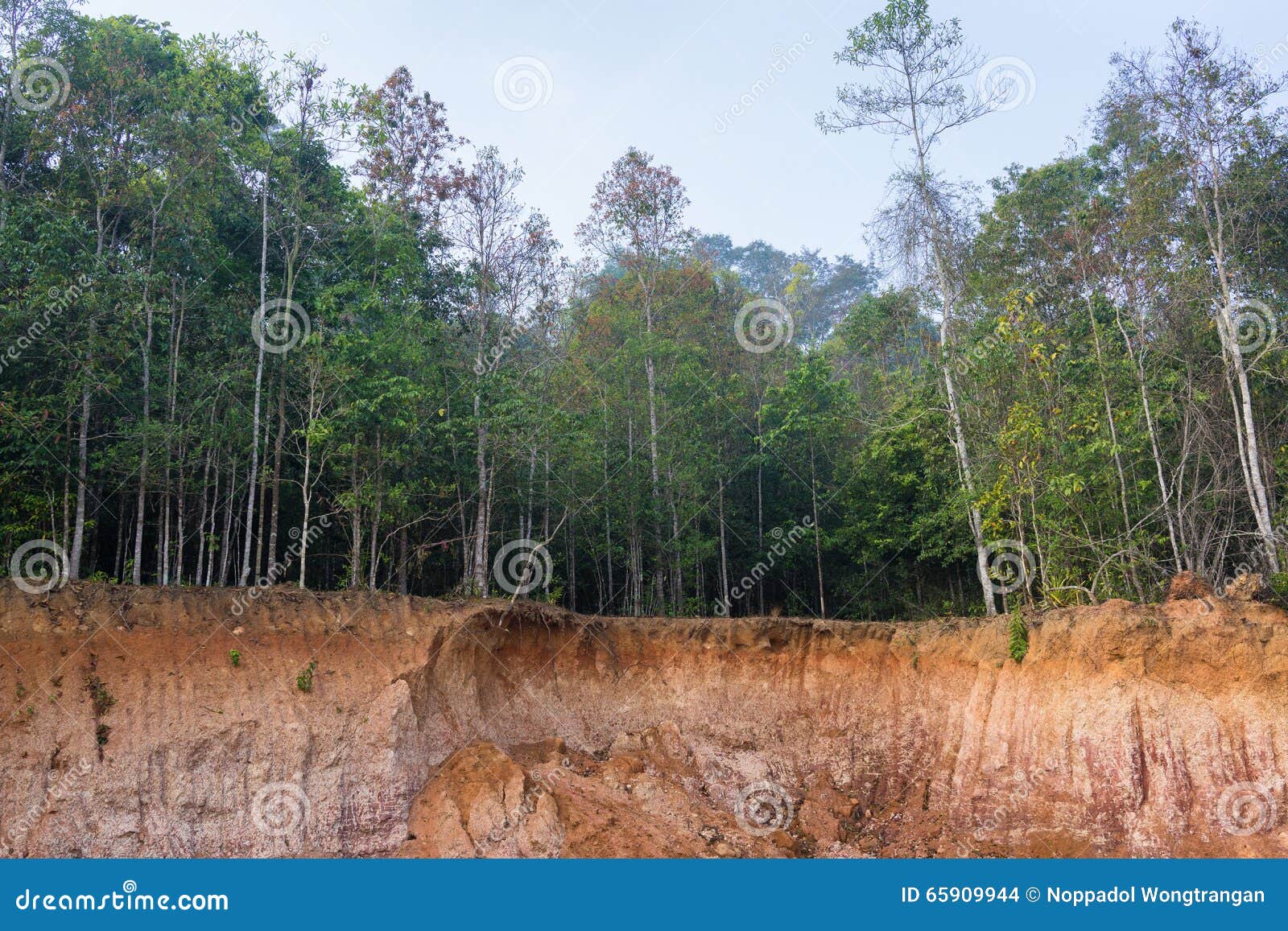 Small Cliff In The Forest Caused By Landslide Stock Photo - Image of ...