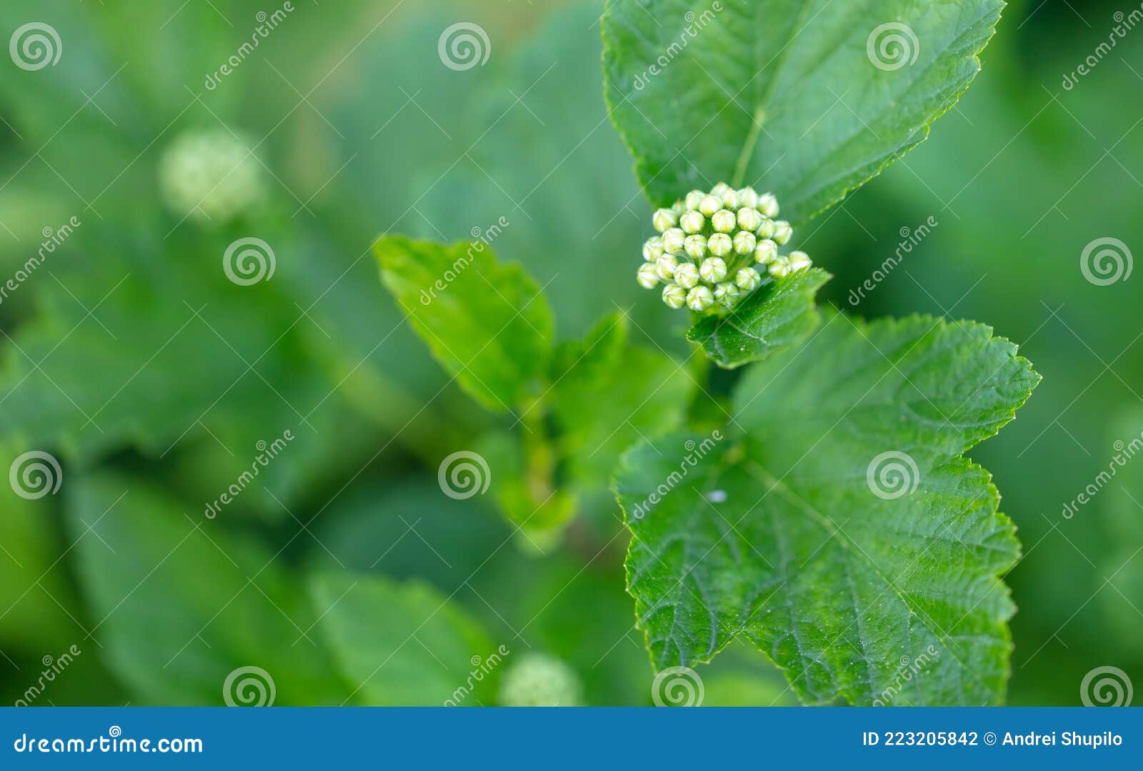 Small Closed Flowers on the Plant. Stock Photo - Image of petal, bloom ...