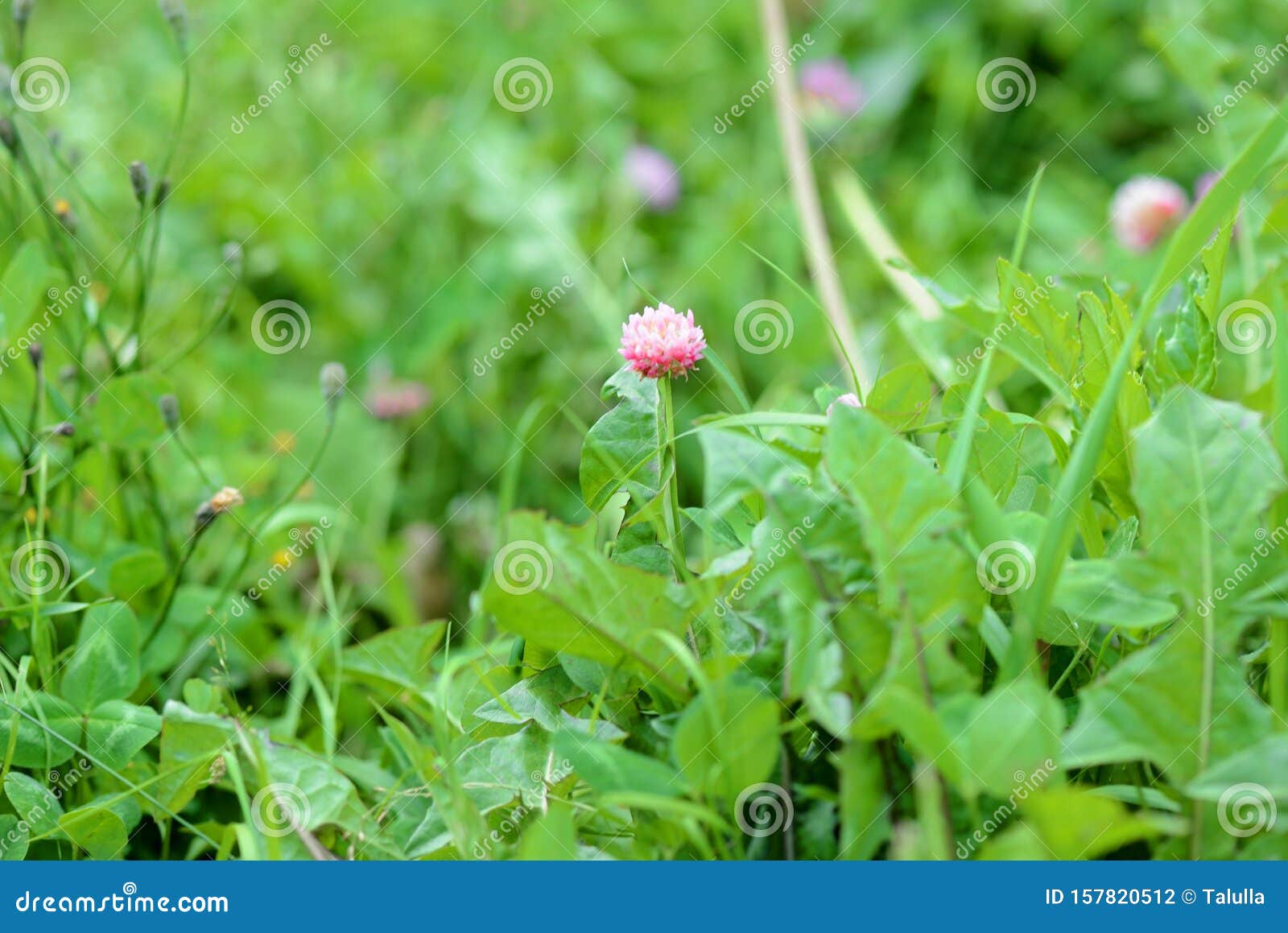 Small Clover Flower on a Summer Meadow Stock Photo - Image of beautiful ...