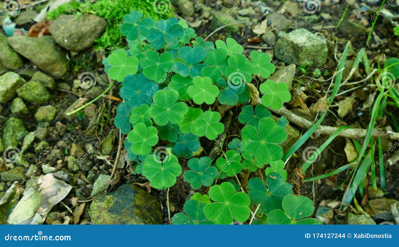 Small Clovers and Stones in the Forest Floor Stock Photo - Image of ...
