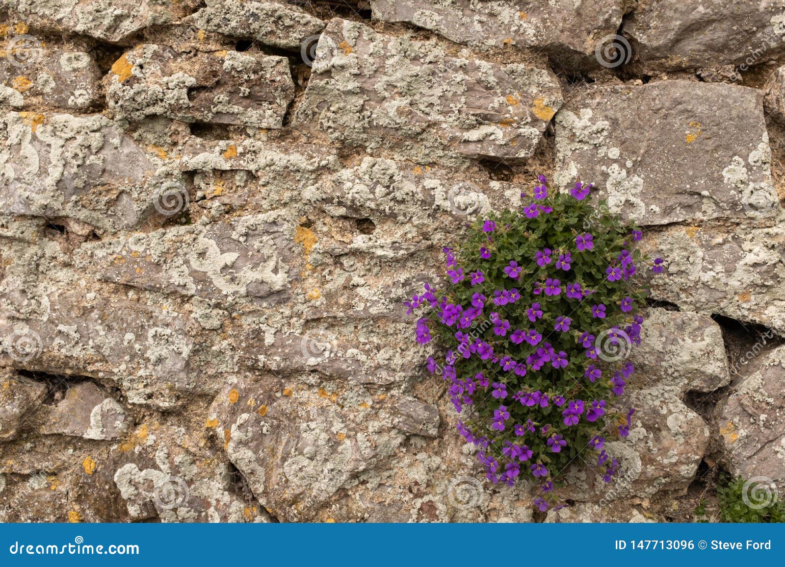 A Small Clump of Beautiful Puple Flowers Bloom on a Crumbling Stone ...