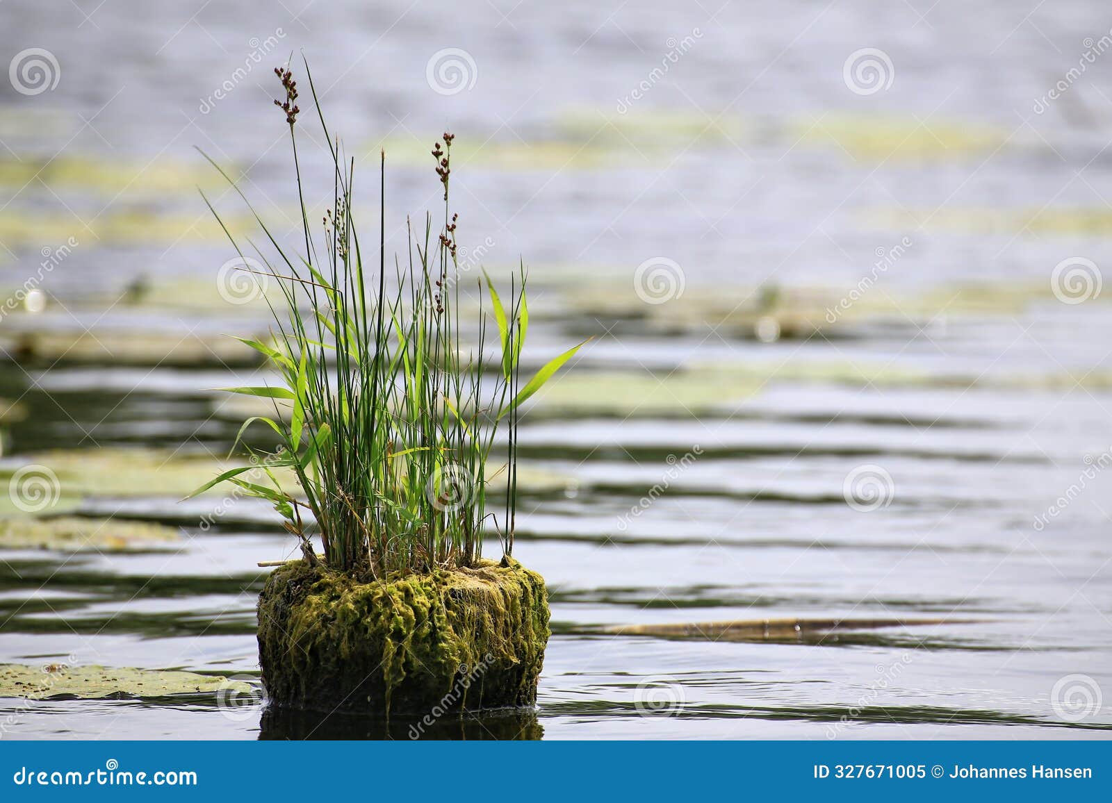 Small Clump of Grass and Moss Growing on Weathered Log in the Water ...