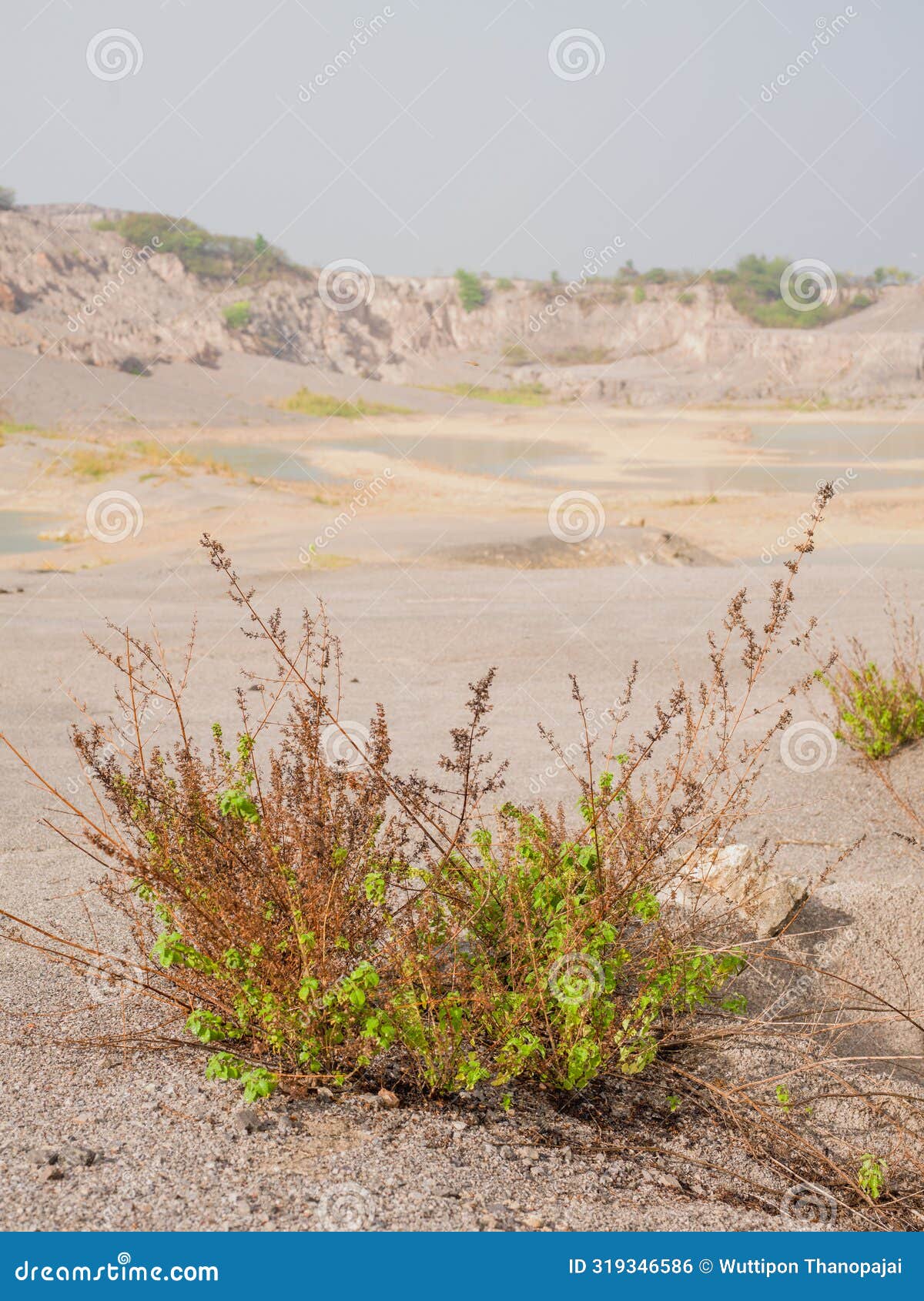 Small Clump that Rises on the Ground. Stock Photo - Image of soil ...