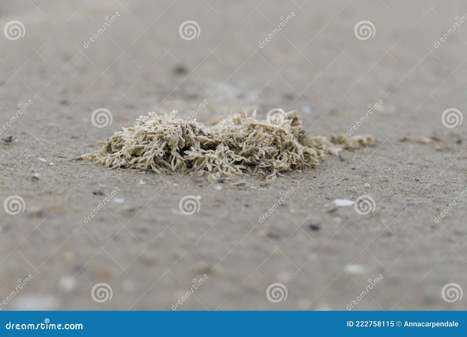 A Small Clump of Seaweed on the Sand of a Beach Stock Image - Image of ...