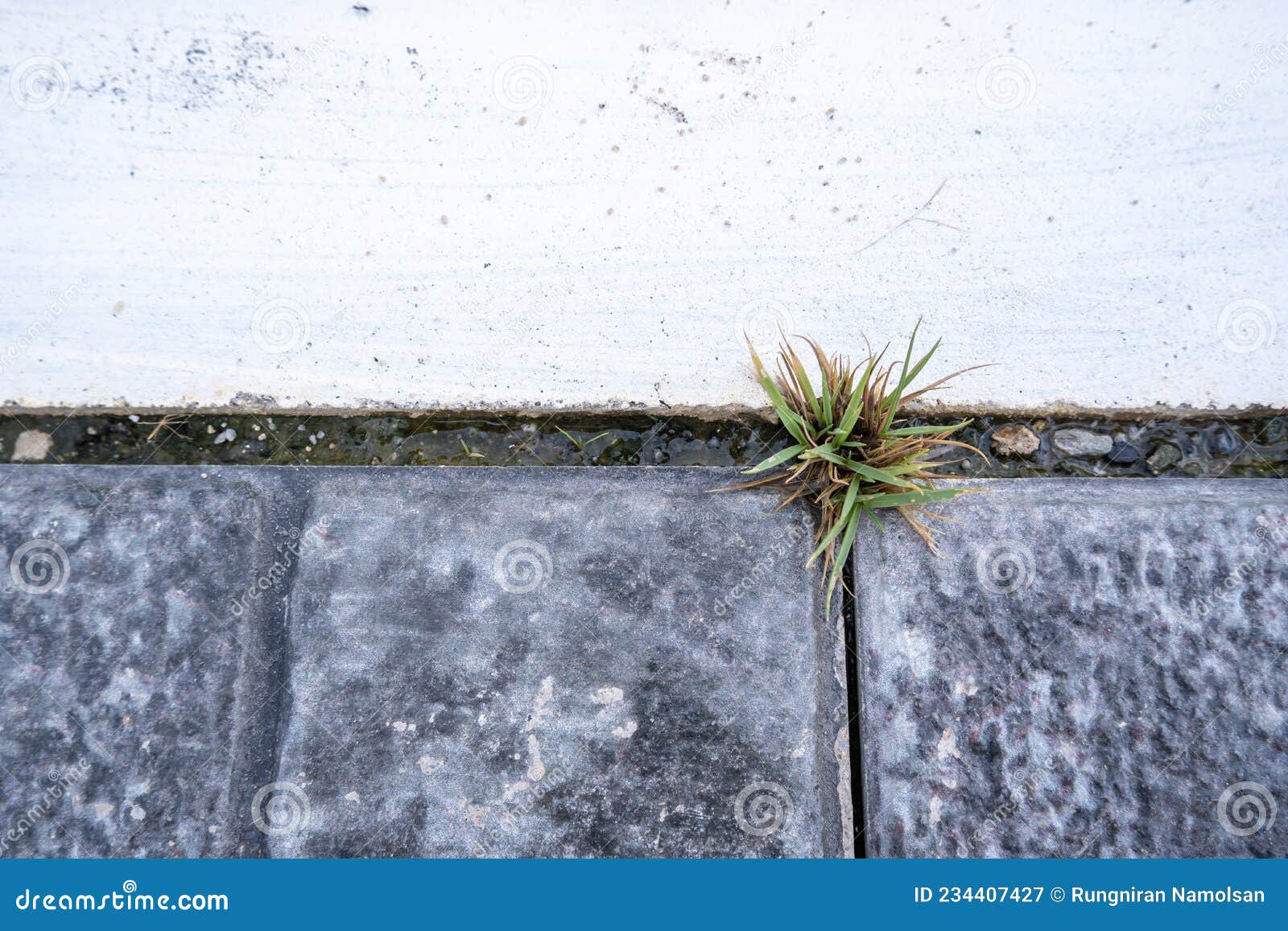 Small Clumps of Grass, Formed Along the Pathways Stock Image - Image of ...