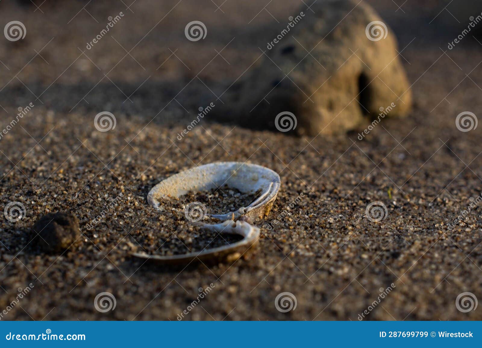Small Clumps of Seashells Placed on a Sandy Beach Stock Image - Image ...