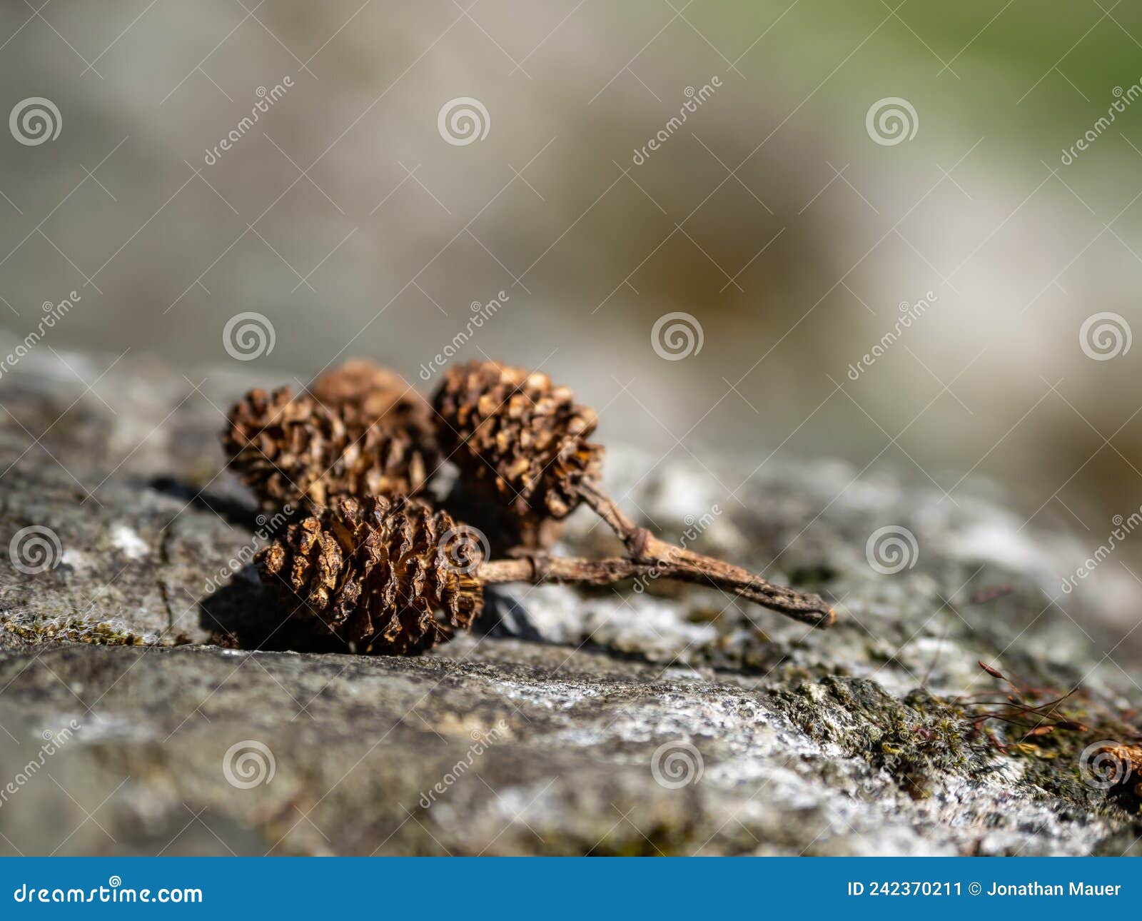 Small Cluster of Tree Cones on Rock Stock Image - Image of close, tiny ...