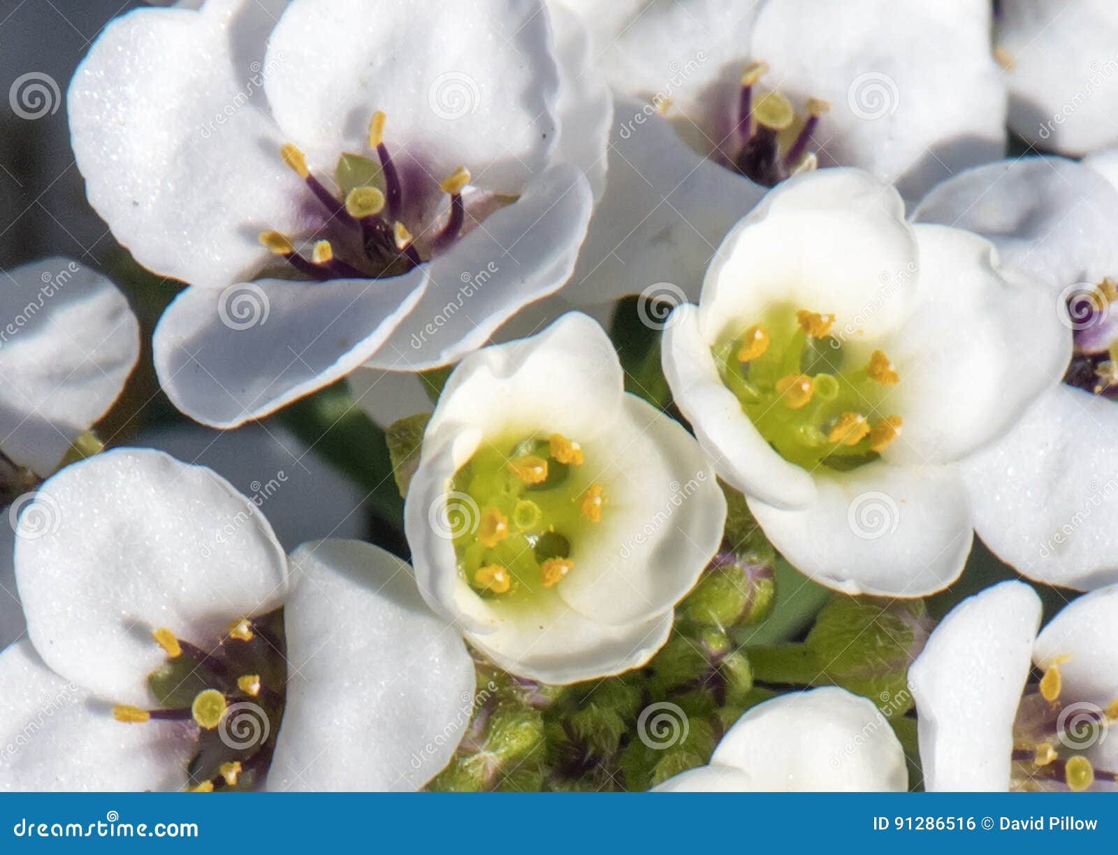 10,540 Tiny Bright Flowers Stock Photos - Free & Royalty-Free Stock ...