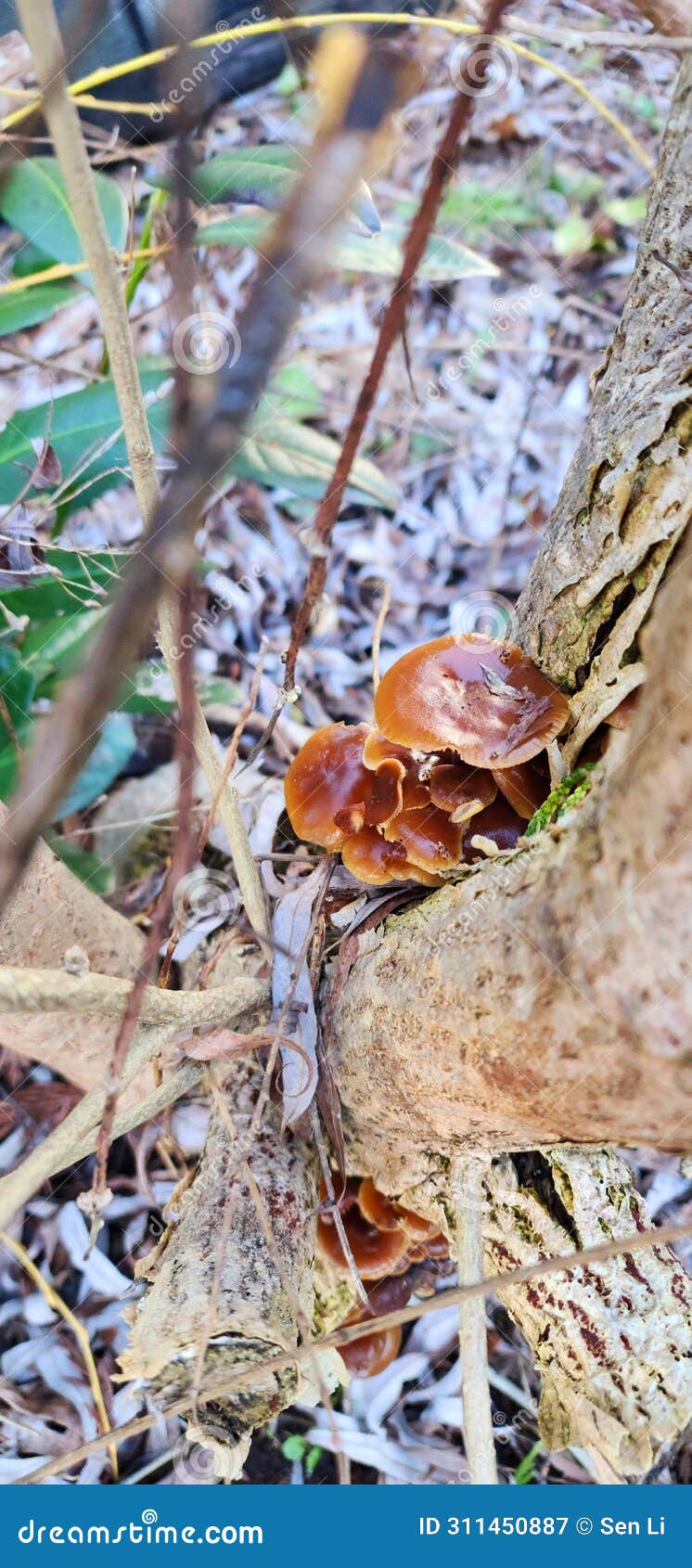 Small Cluster of Wild Brown Mushrooms Emerging from a Tree Stump Stock ...