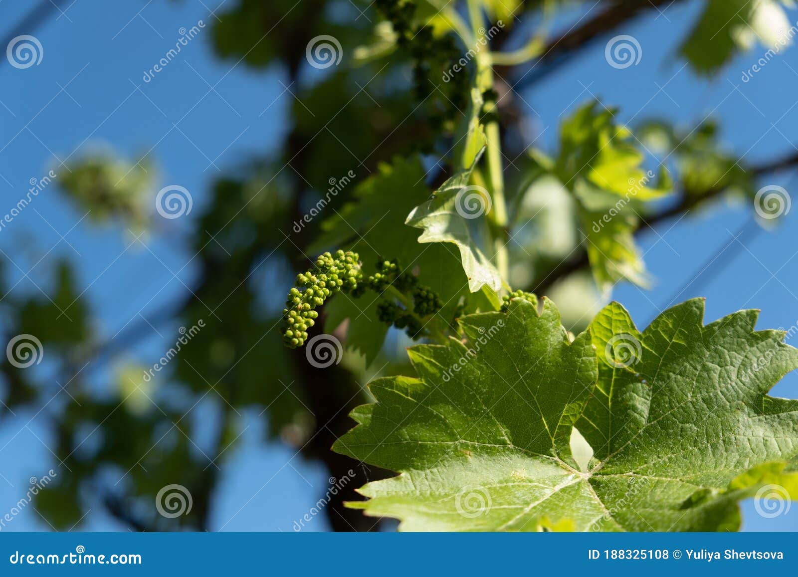 Small Clusters of Grapes Growing on Branch. Blue Sky Stock Photo ...