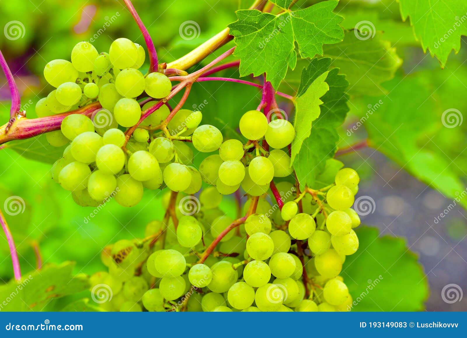 Small Clusters of Green Grapes on the Branches of a Grape Tree Stock ...