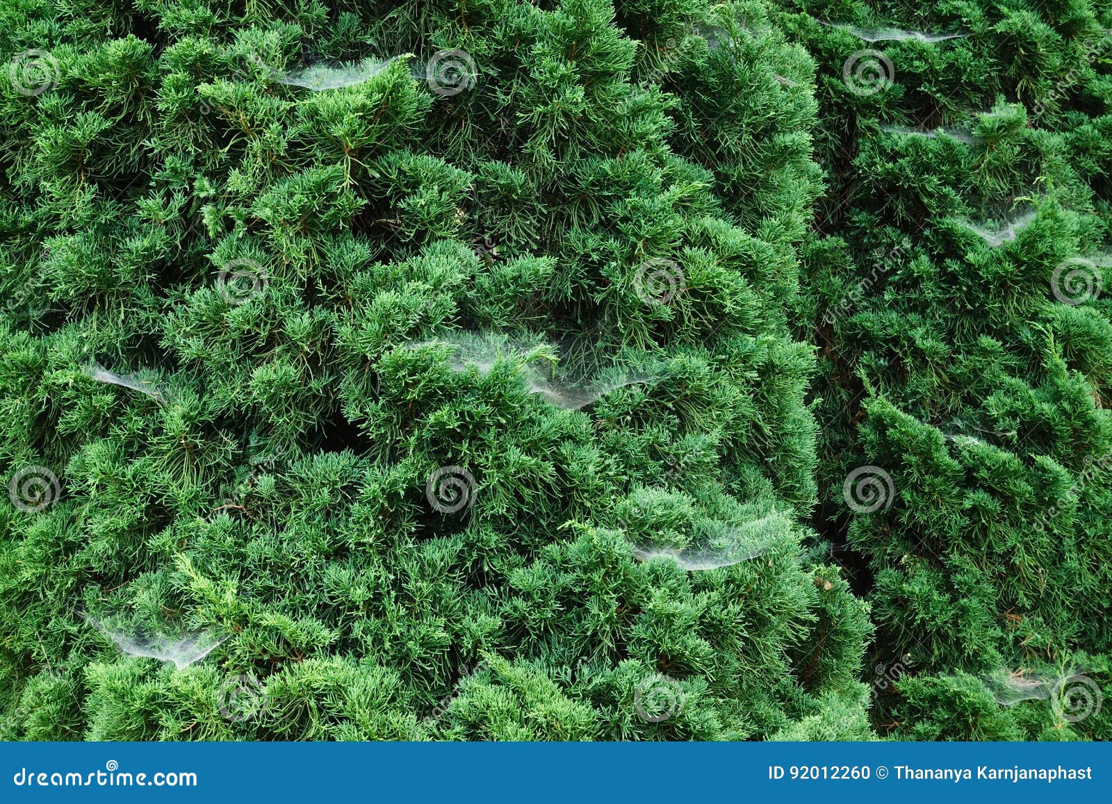 Small cobweb between stock photo. Image of tree, cobweb - 92012260