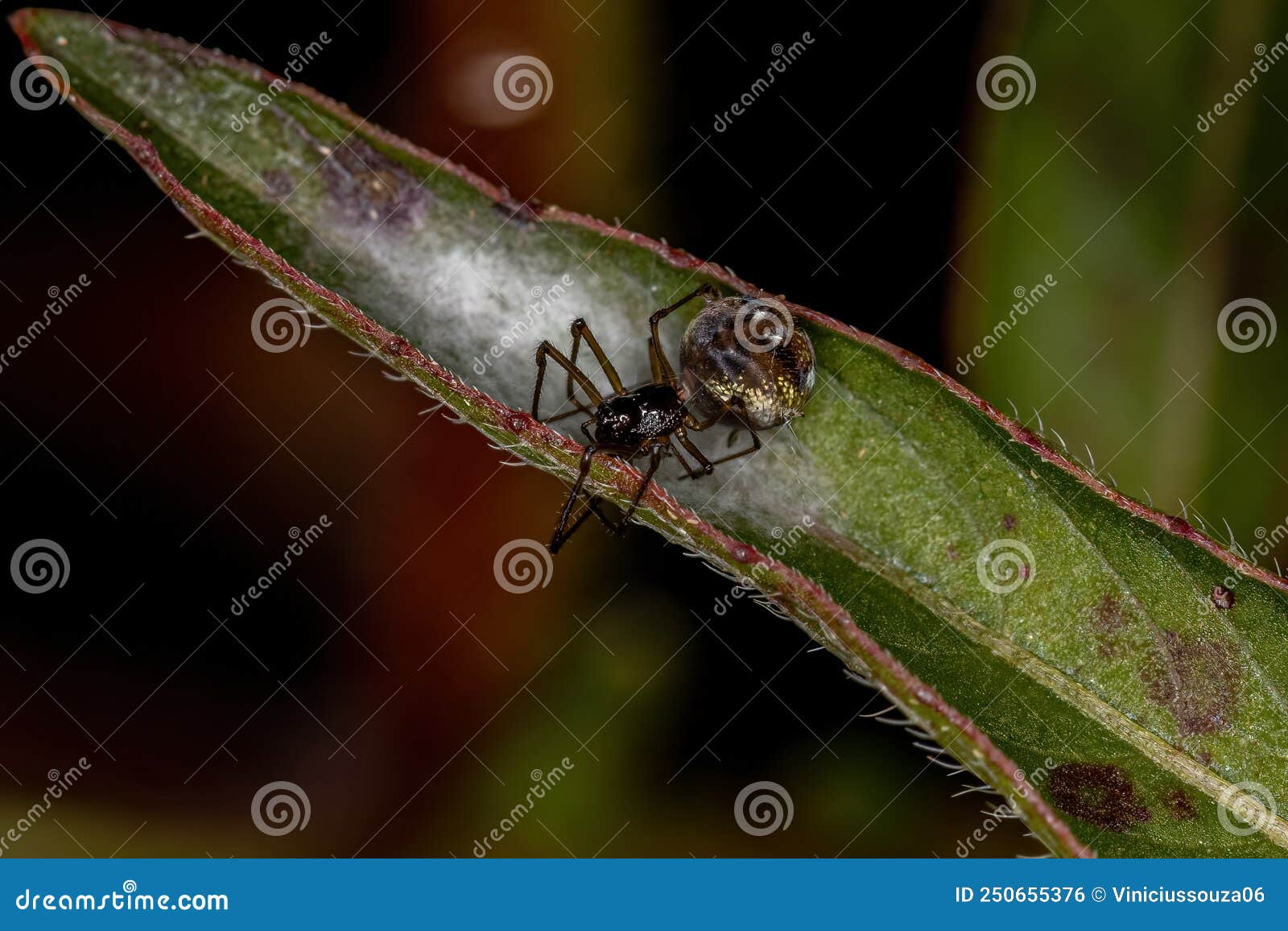 Small Cobweb Spider stock photo. Image of wildlife, nature - 250655376