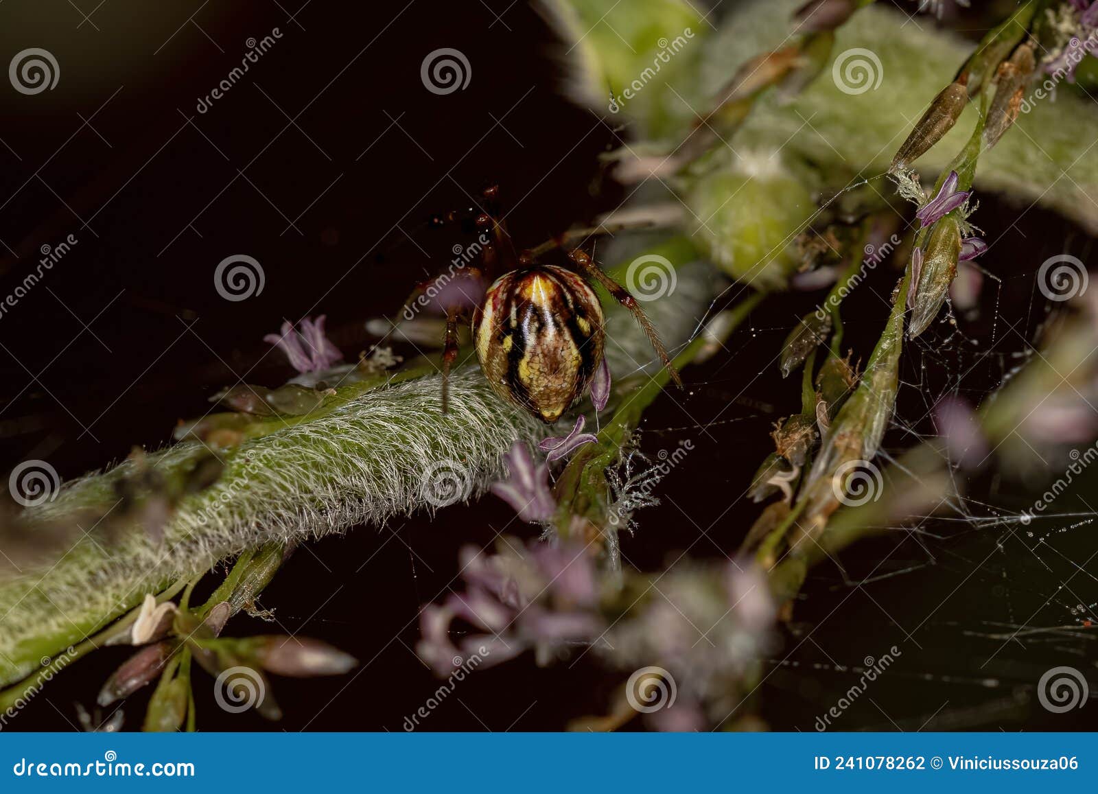 Small Cobweb Spider stock photo. Image of black, macro - 241078262