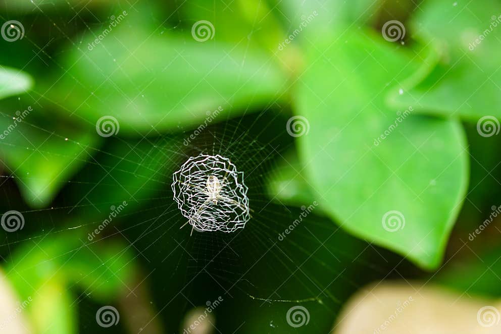 Small cobweb stock image. Image of thread, poisonous - 84244433