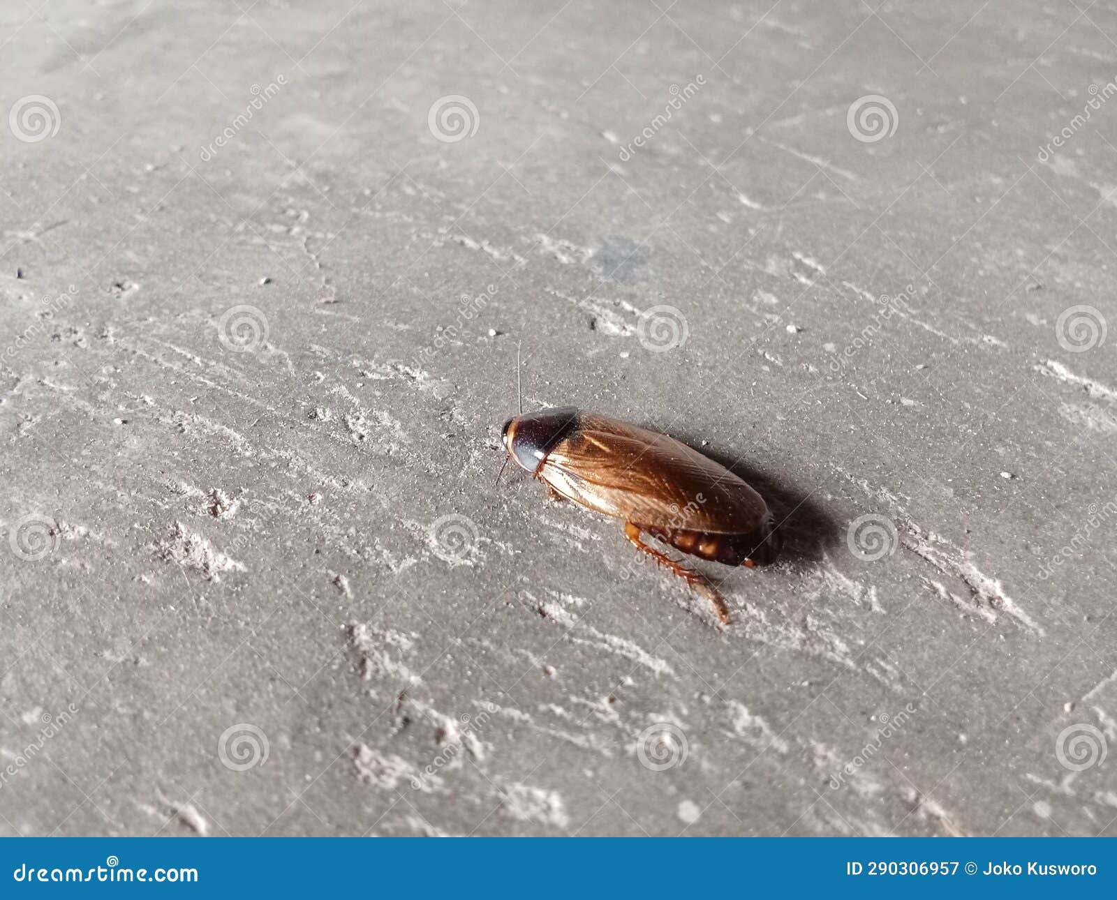 A Small Cockroach with Brownish Fur Stayed Stock Image - Image of ...