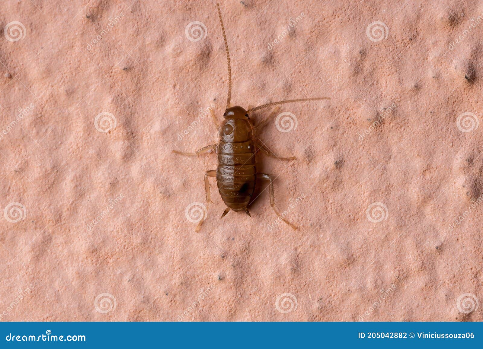 Small Cockroach Nymph stock photo. Image of blattodea - 205042882
