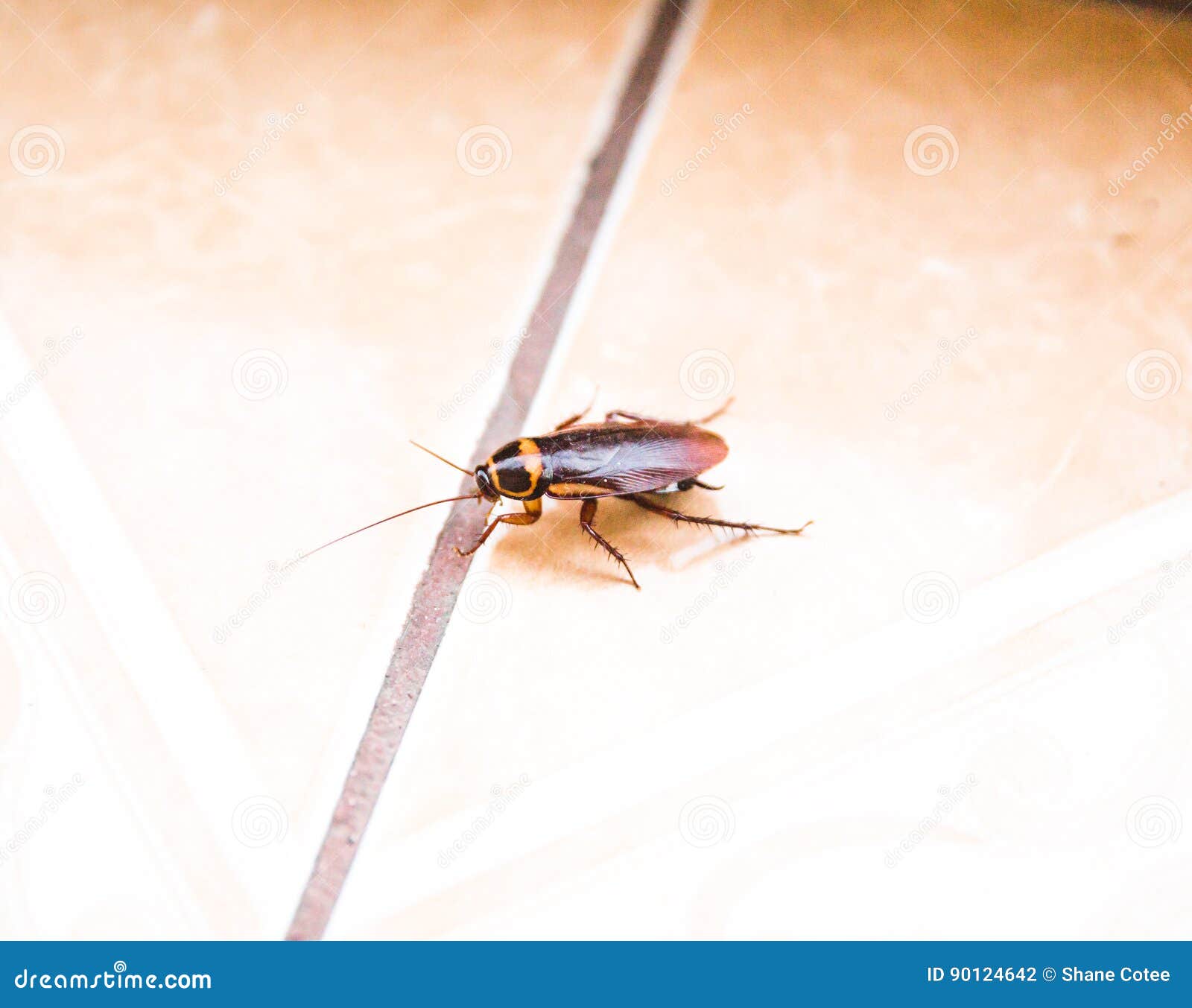 Small Cockroach Standing on a Bright Tile Surface Stock Photo - Image ...