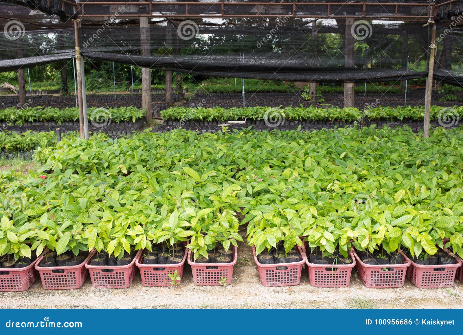 Small Cocoa Tree on the Farm Plantation Stock Photo - Image of tropical ...