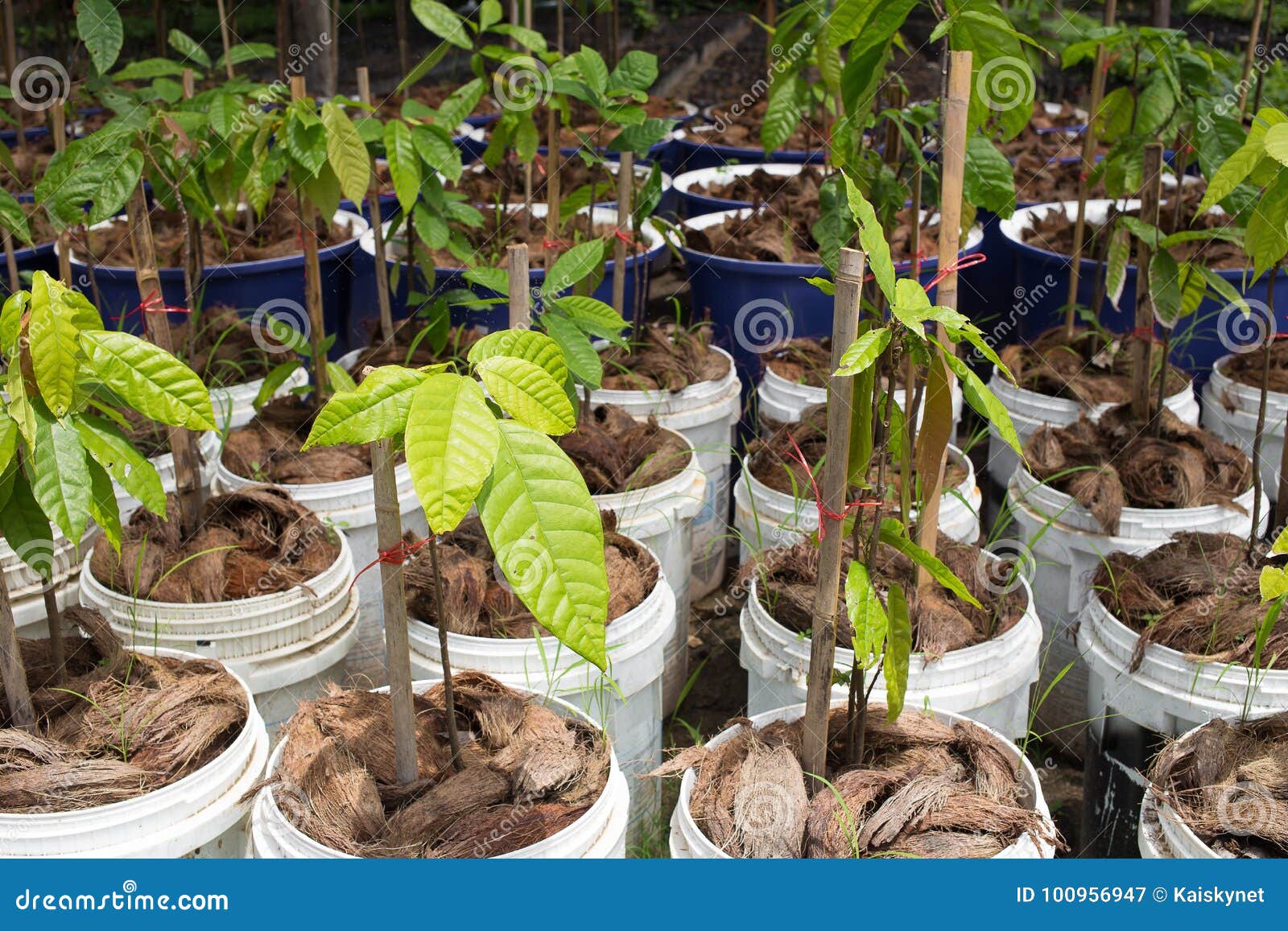 Small Cocoa Tree On The Farm Plantation Royalty-Free Stock Photography ...