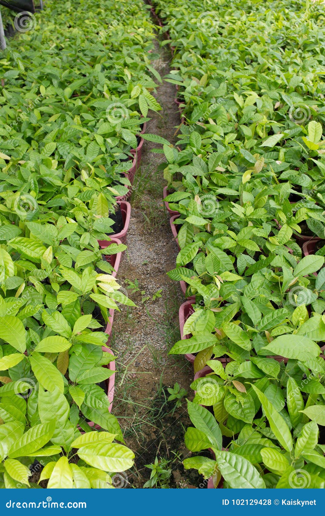 Small Cocoa Tree on the Farm Plantation Stock Photo - Image of crop ...