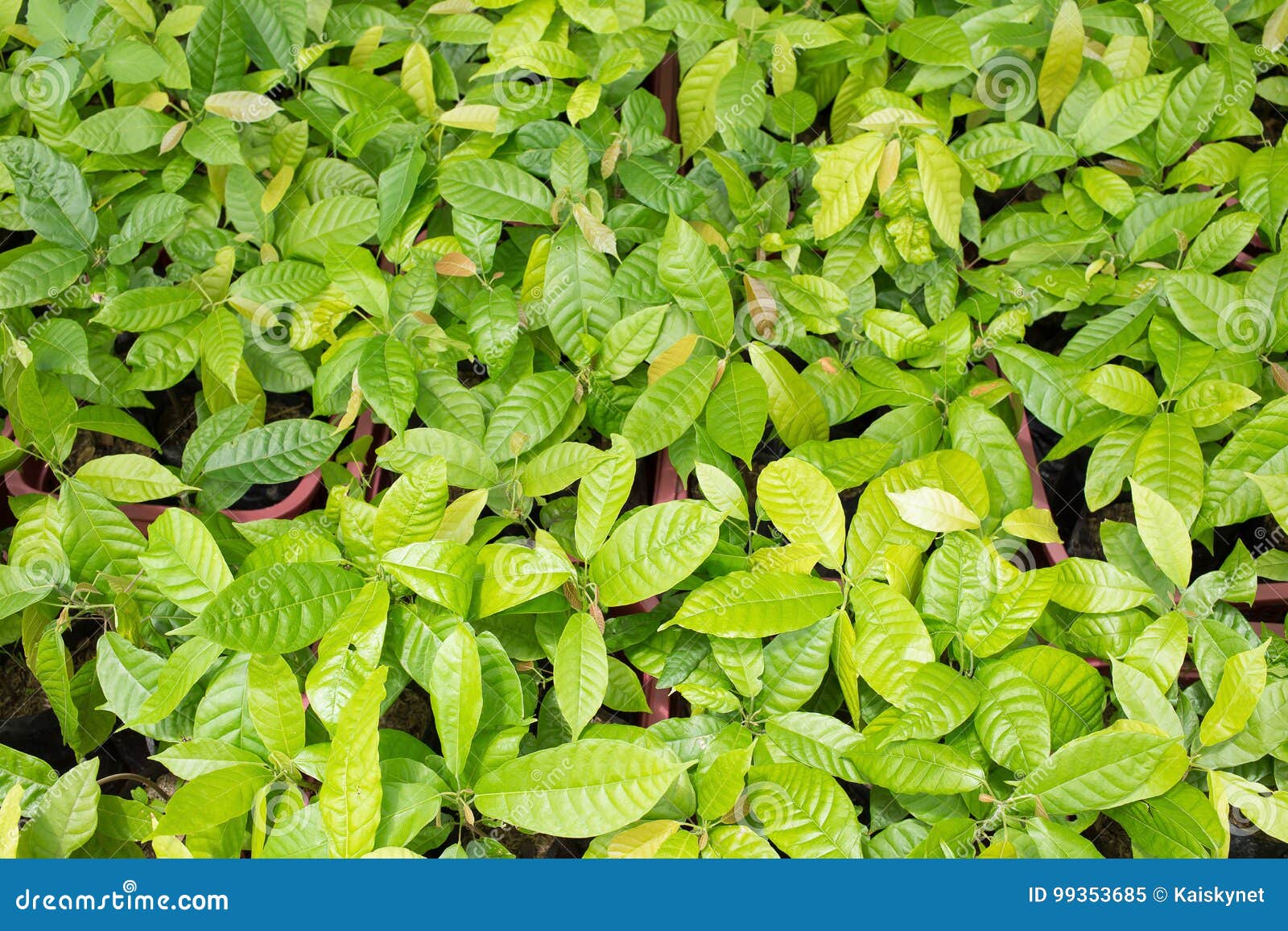 Small Cocoa Tree on the Farm Plantation Stock Image - Image of tree ...