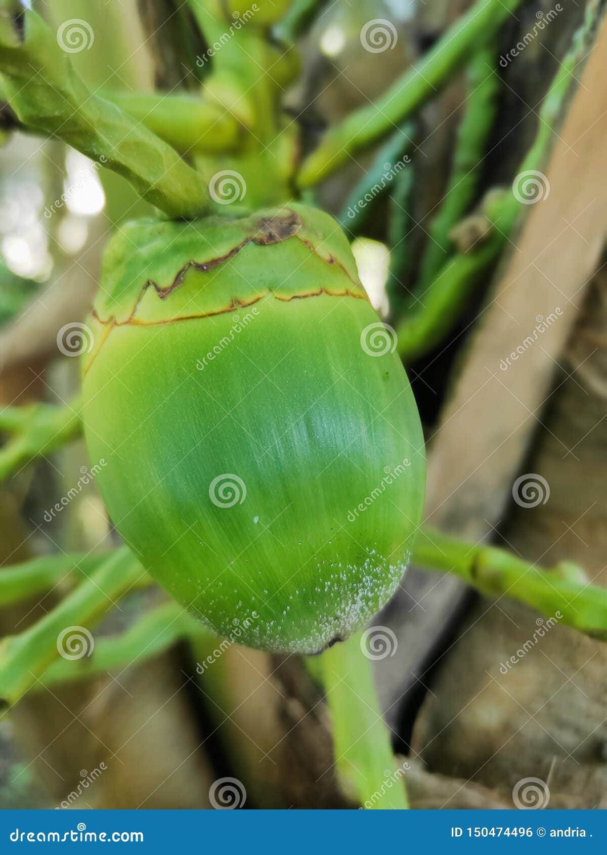 Small coconut stock photo. Image of potrait, exotic - 150474496