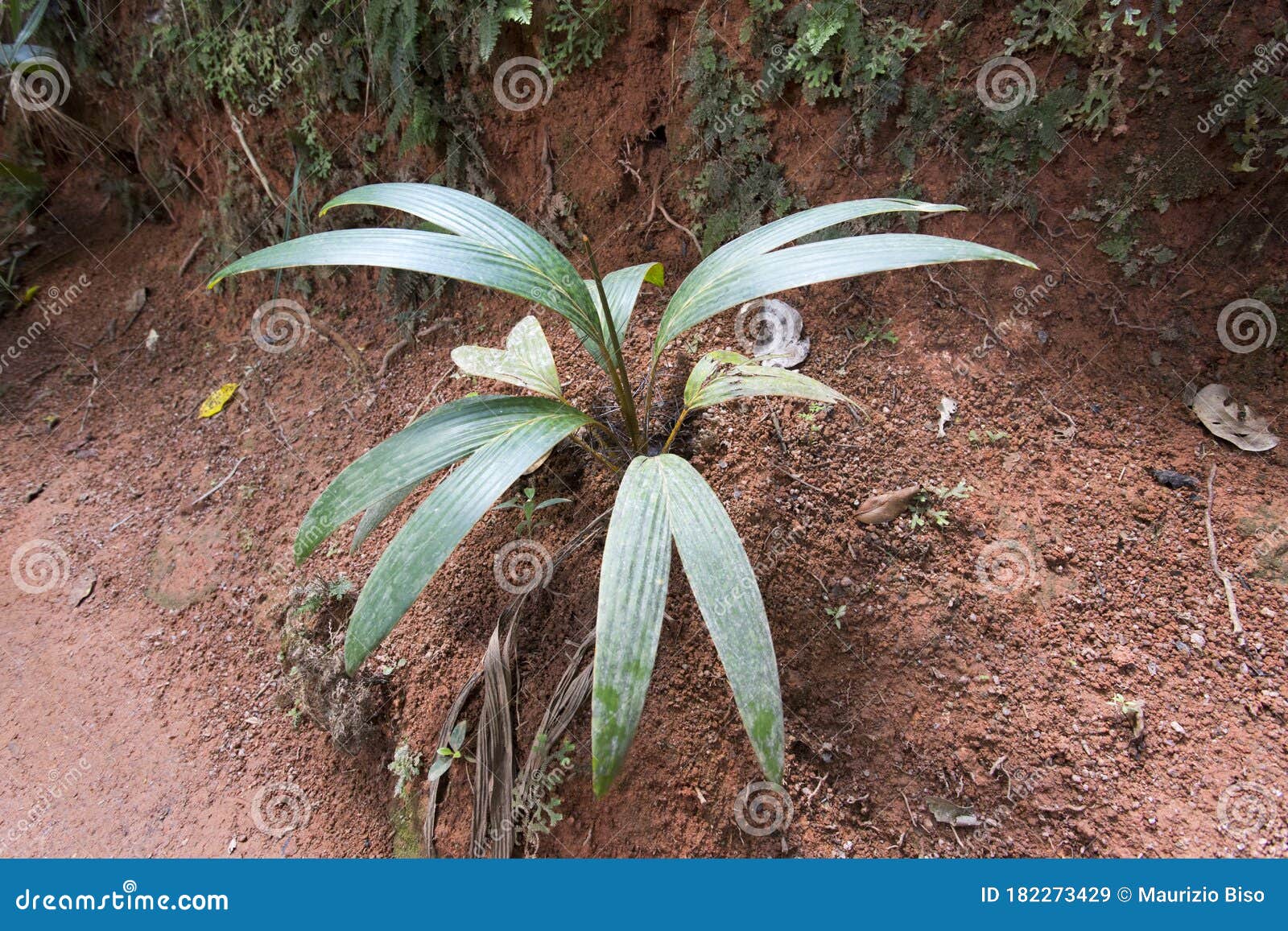 A Small Coconut Palm Tree in May Valley Stock Image - Image of wild ...