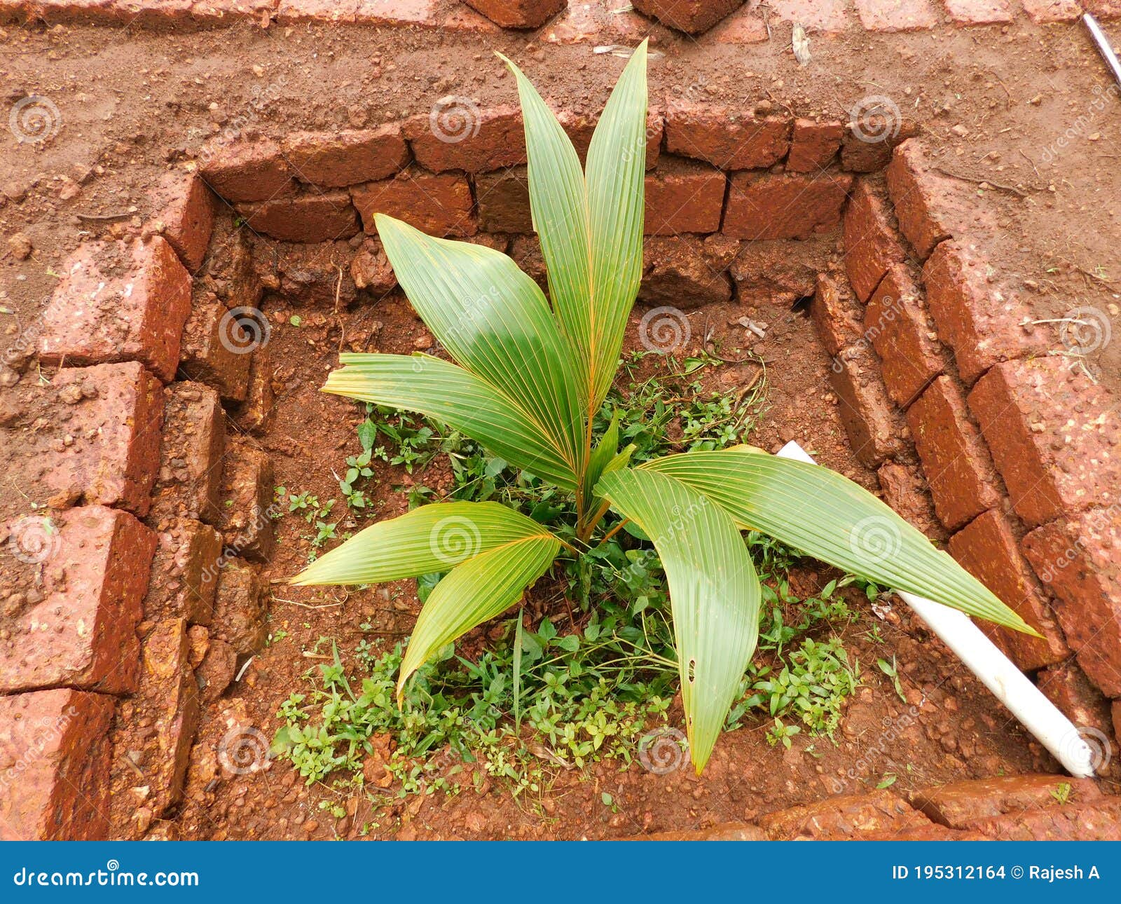 A Small Coconut Plant Inside a Pit Stock Photo - Image of plant ...