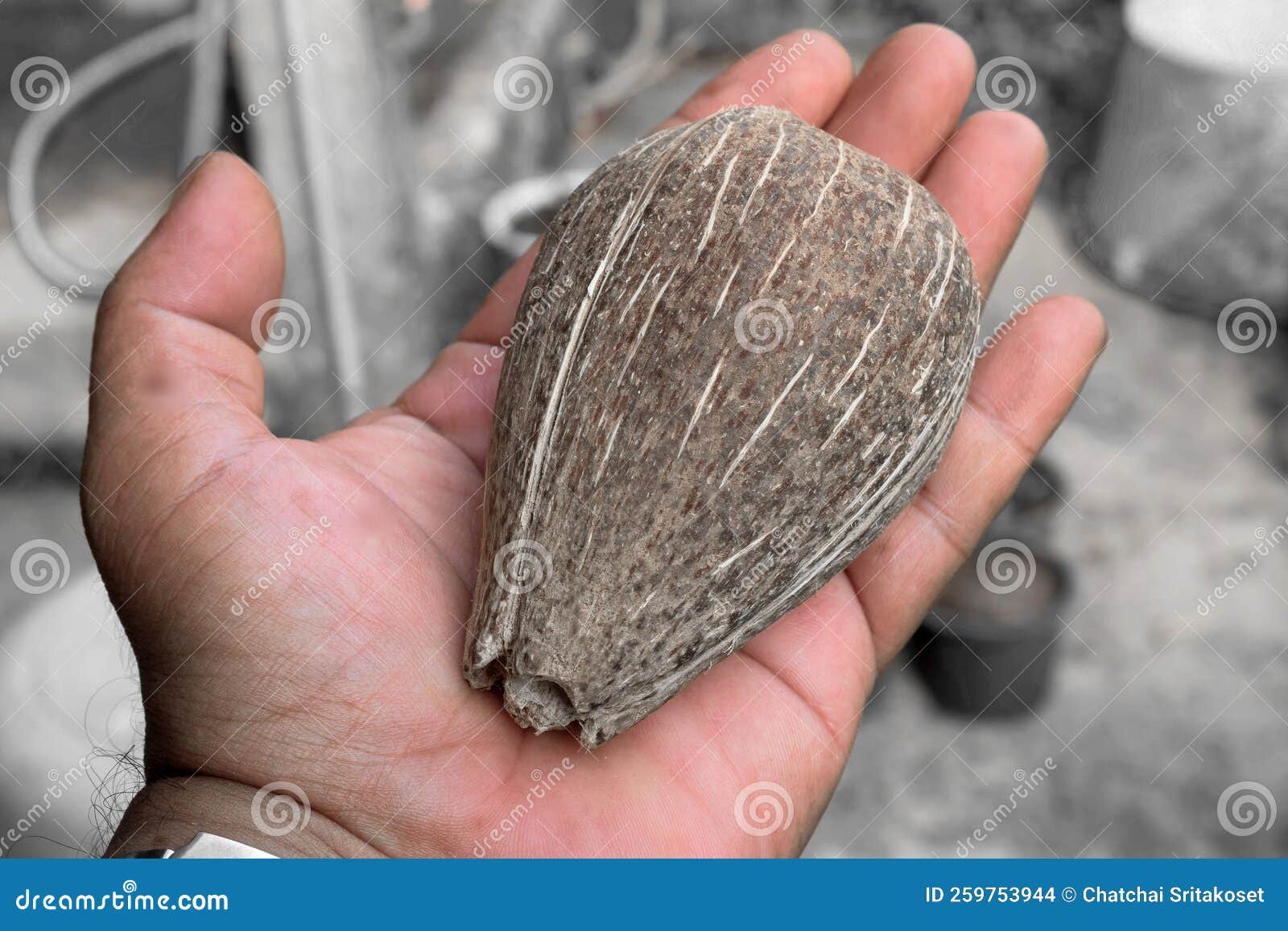 A Small Coconut Shell is Placed on the Palm of the Hand Stock Photo ...