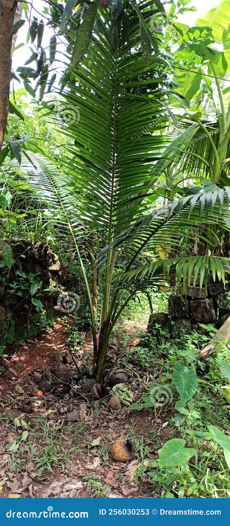 Small coconut tree stock image. Image of vegetation - 256030253
