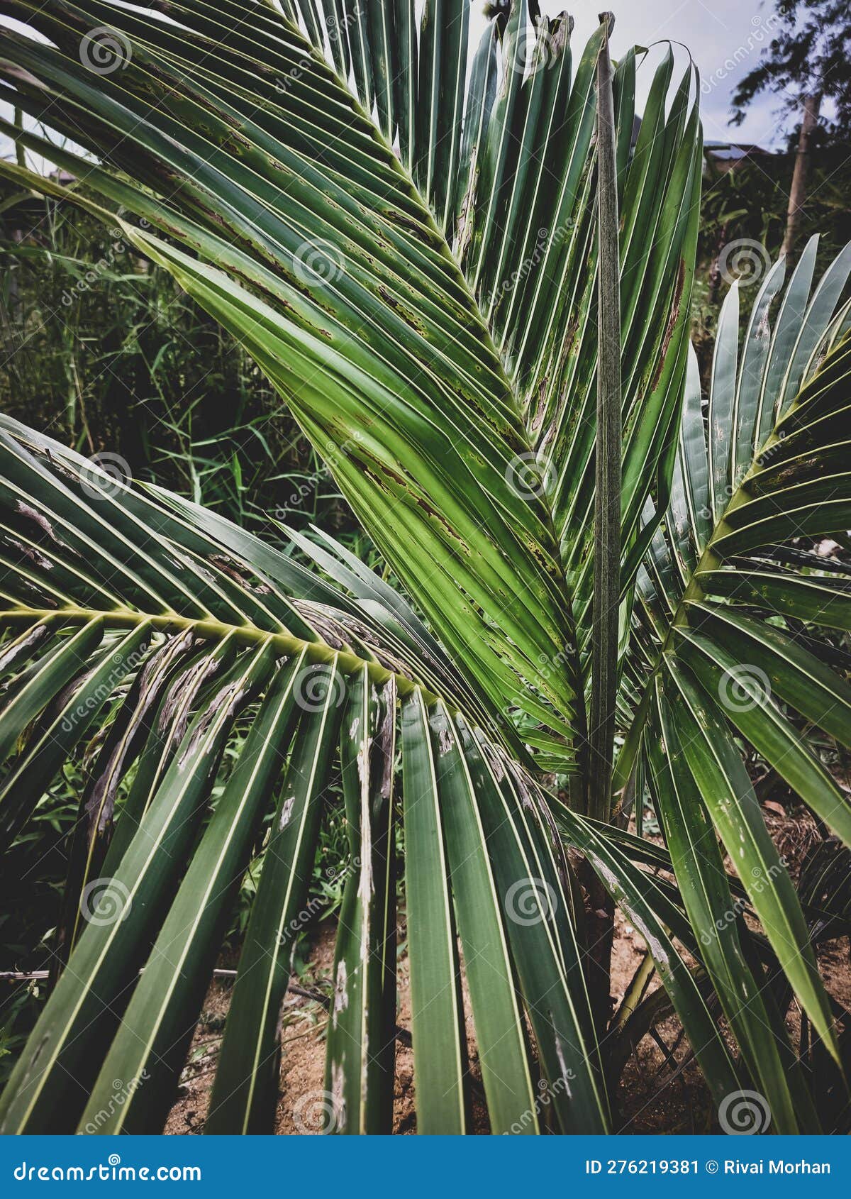 A Small Coconut Plant Inside A Pit Stock Photography | CartoonDealer ...