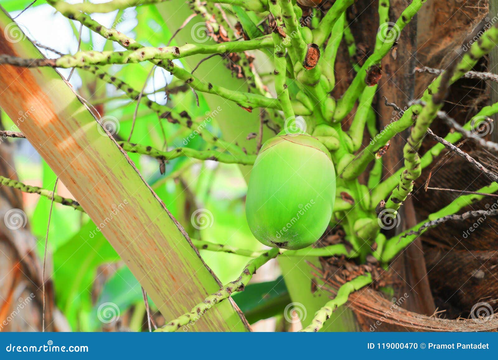 Small Coconut on Tree in Garden Select Focus with Shallow Depth of ...