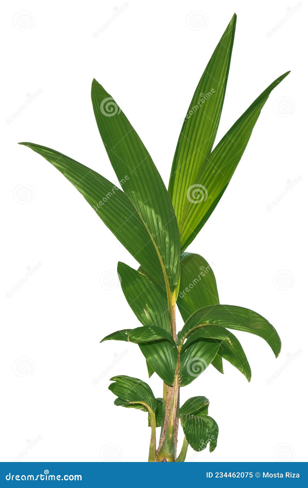 Small coconut tree stock image. Image of coconut, isolated - 234462075