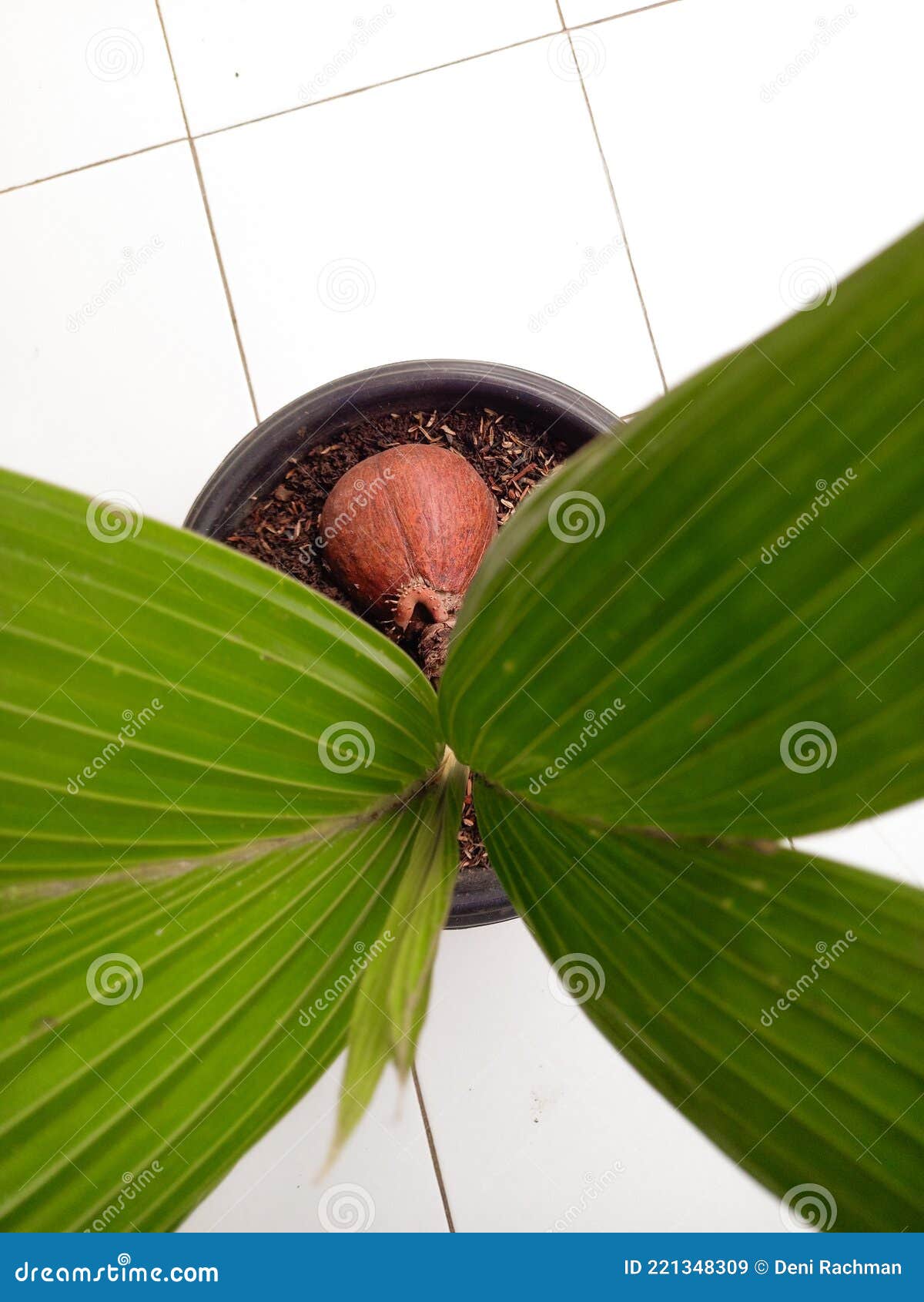 Small Coconut Tree on the Pot Stock Image - Image of food, yellow ...