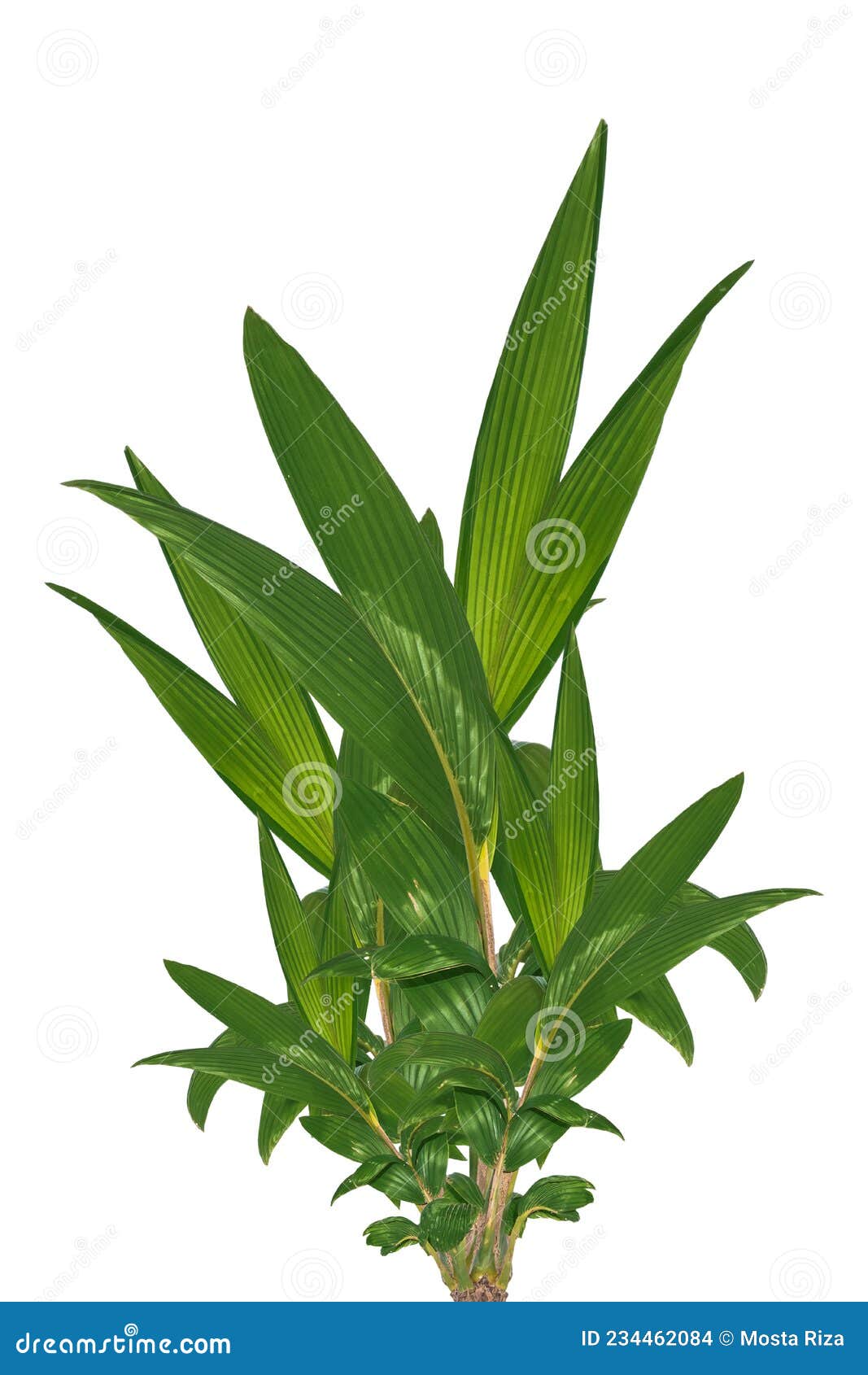 Small coconut tree stock photo. Image of stem, coconut - 234462084