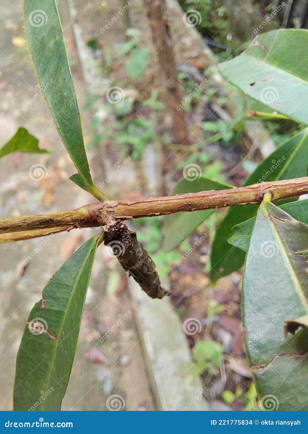 A Small Cocoon Hanging from a Branch of a Wild Tree by the Roadside ...