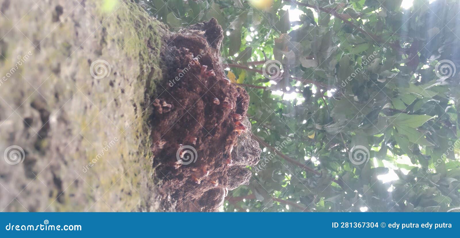 Small Cocoons Attached To Longan Tree Trunks Stock Photo - Image of ...