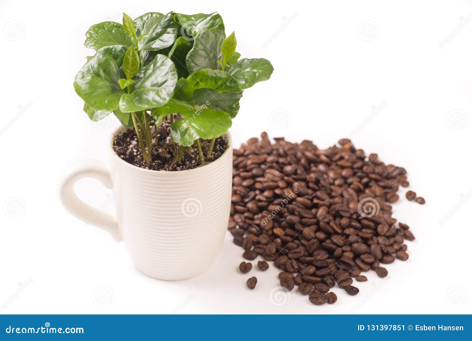 Small Coffee Plant in Coffee Cup and Coffeebeans Stock Image - Image of ...