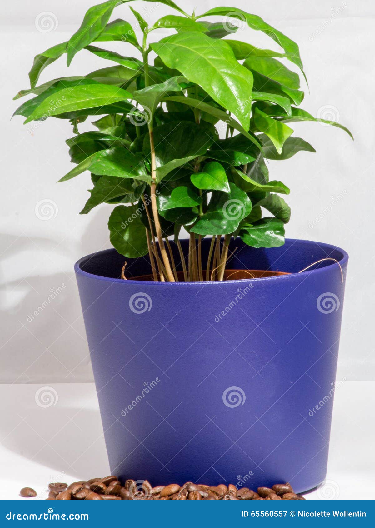 Small Coffee Tree a Potted Plant Isolated on White Stock Image - Image ...