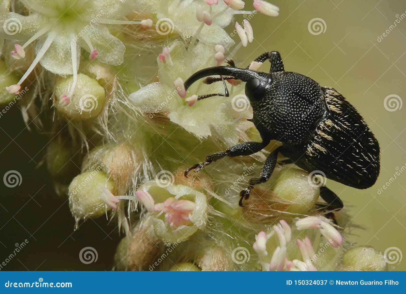 Small Coleoptera or Black Weevil Feeding on a Flower. Stock Image ...