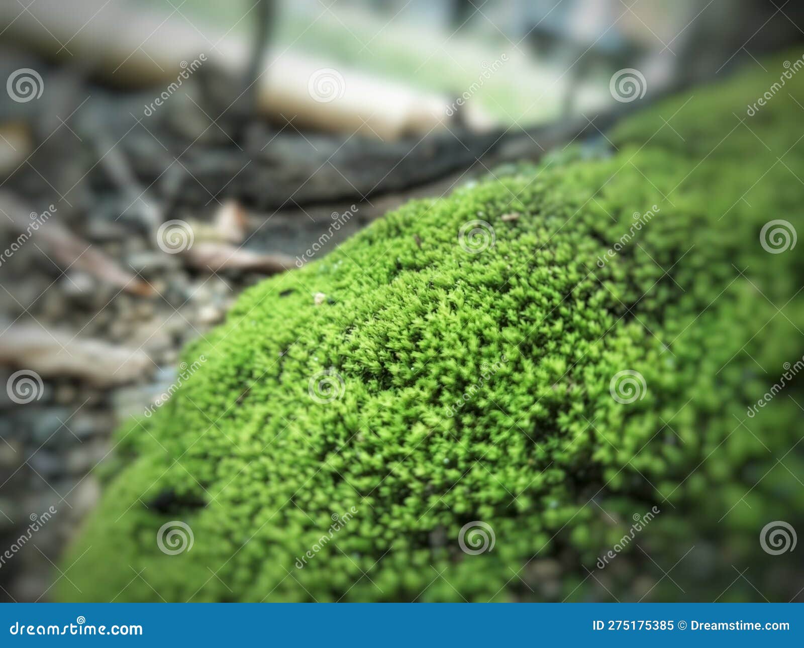 A Small Collection of Grass Growing on the Rocks Stock Image - Image of ...