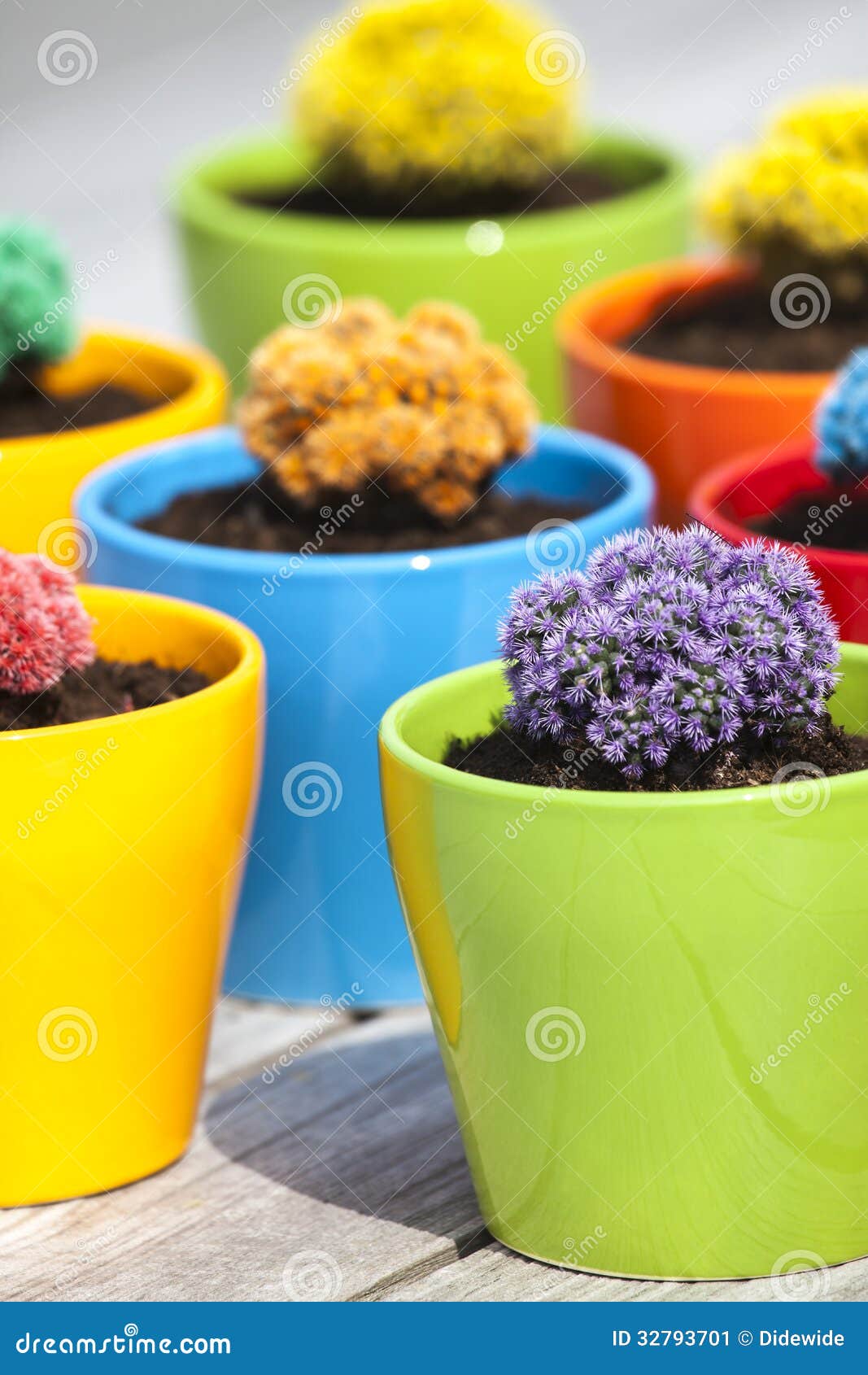 Small colored cacti stock image. Image of prickly, spikes - 32793701