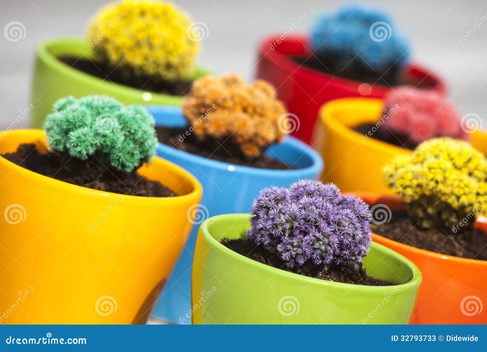 Small colored cacti stock image. Image of flowerpot, nature - 32793733