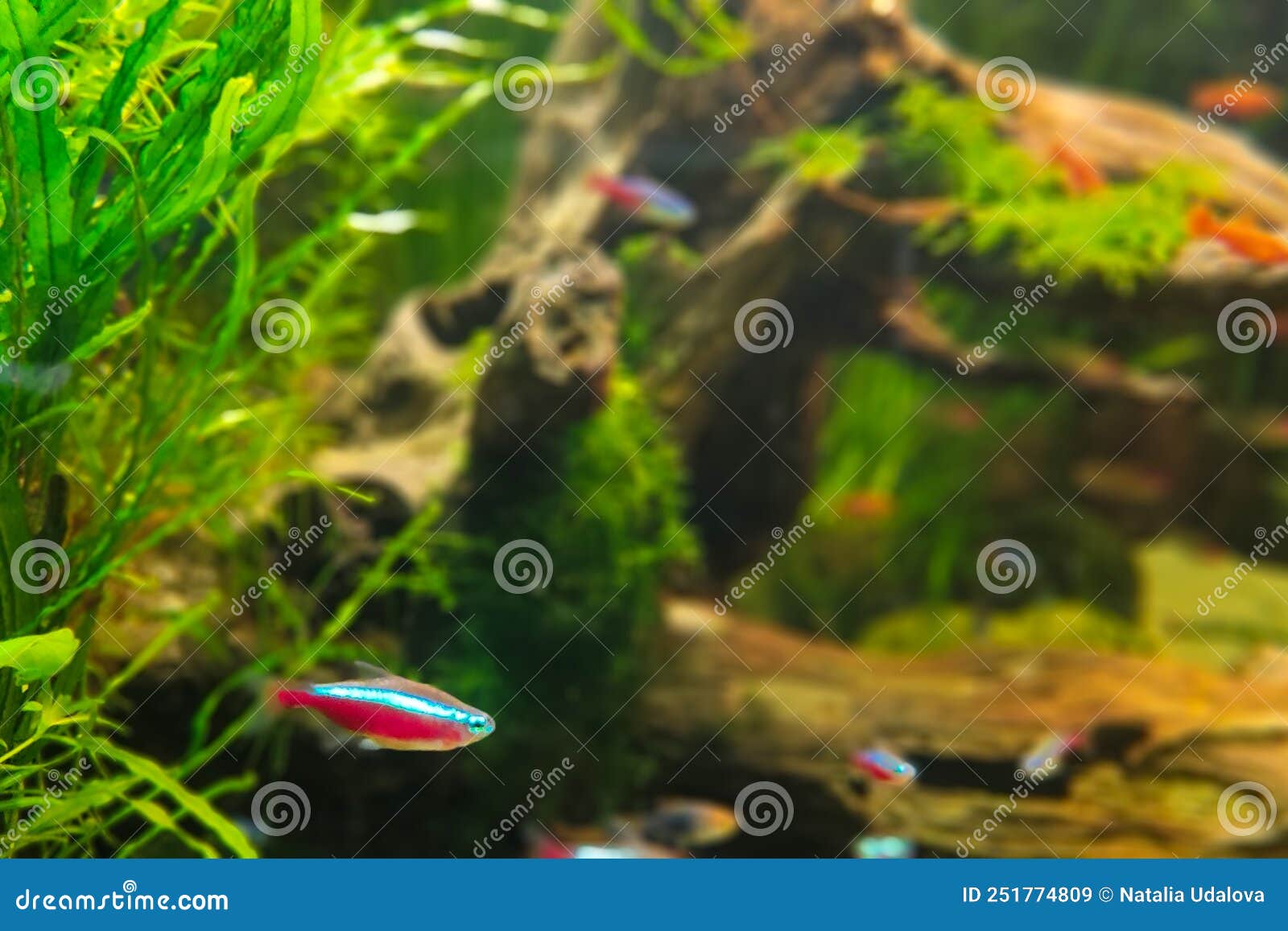 A Small Colored Fish in an Aquarium Stock Image - Image of flower ...