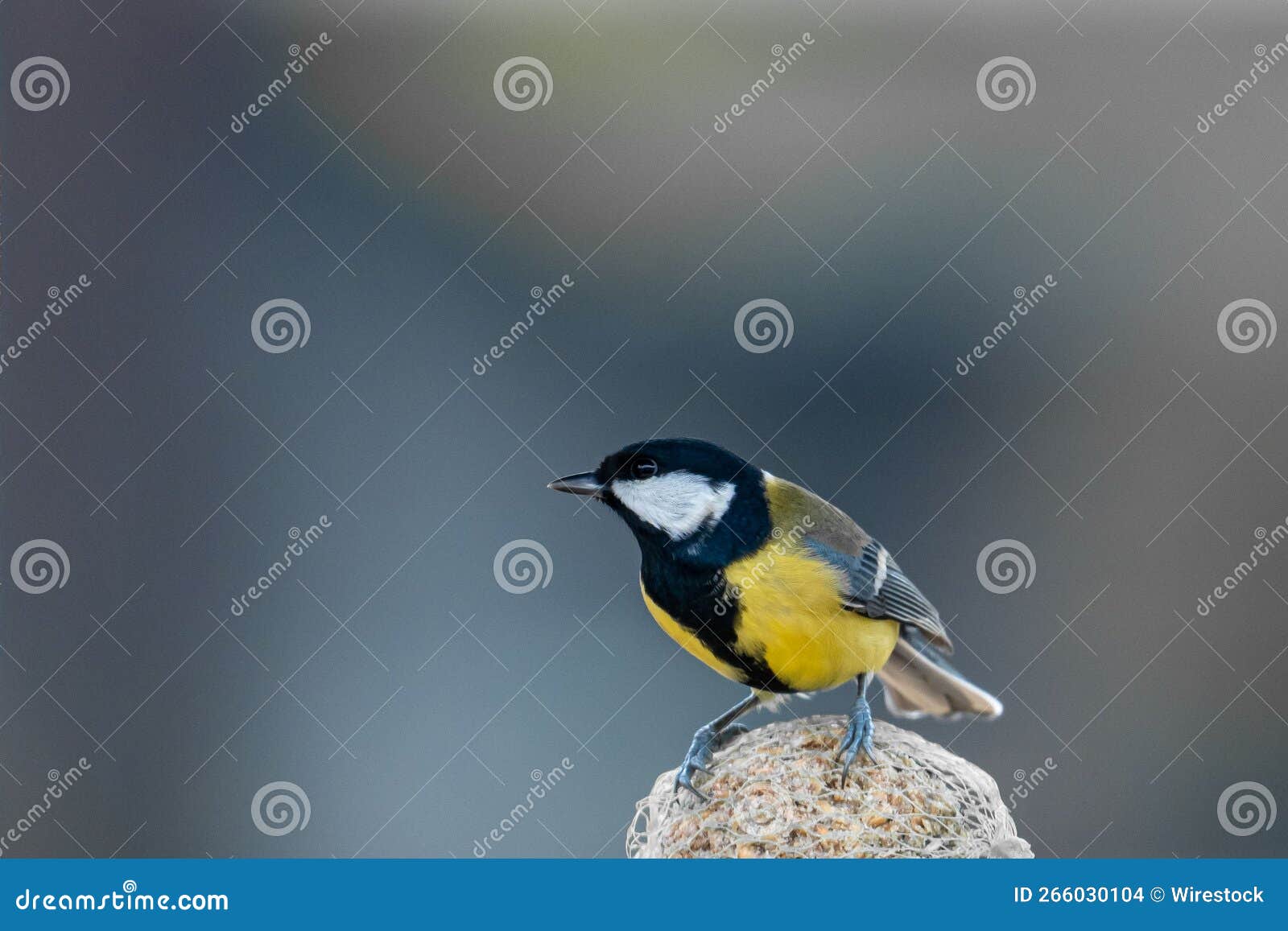 Small Colorful Bird Perching on the Branch Stock Photo - Image of ...