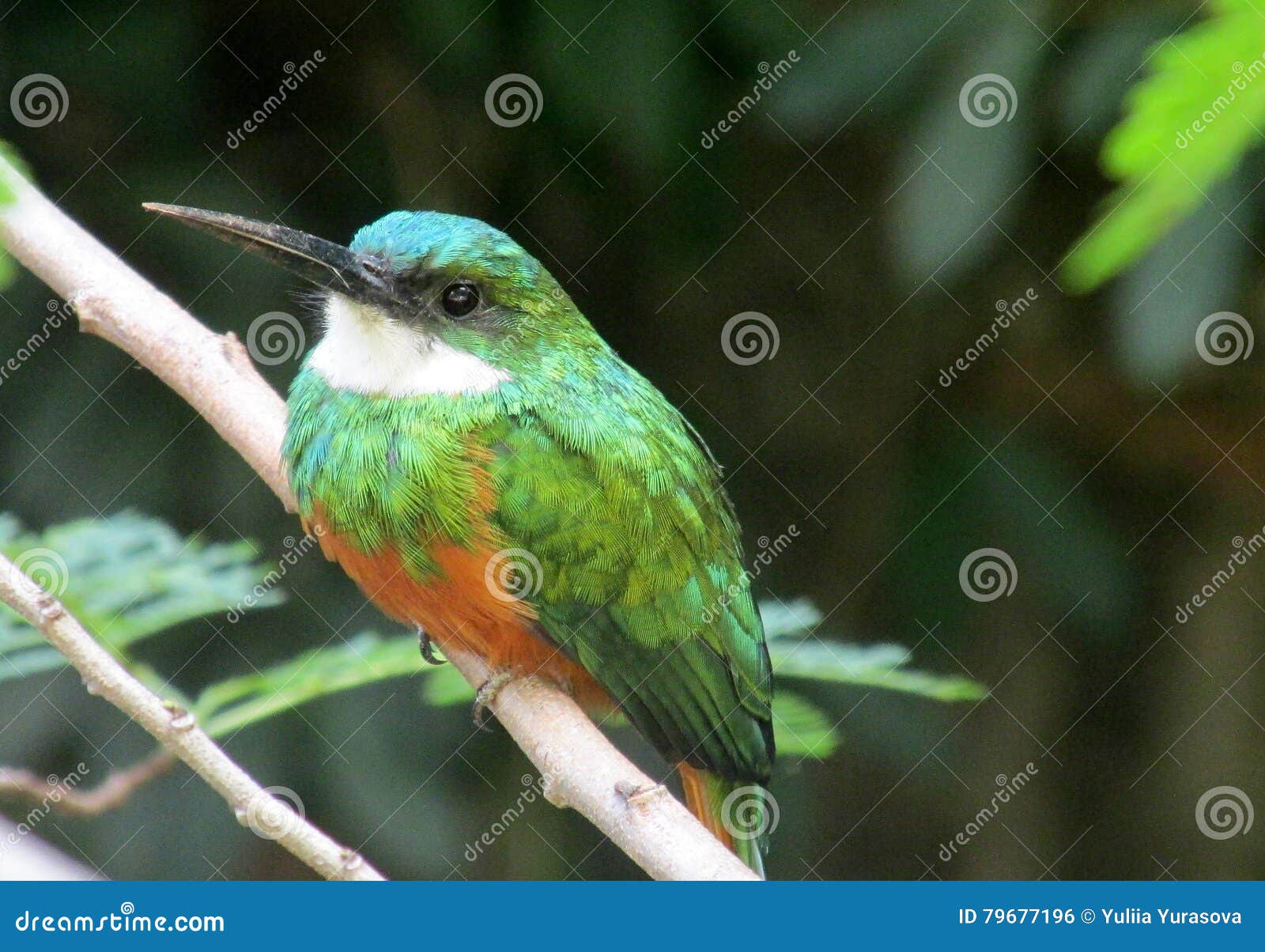Small colorful bird stock photo. Image of colorful, green - 79677196
